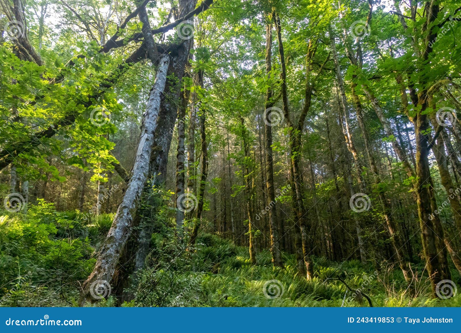 Bright Lush Green Forest on a Bright Sunny Day Stock Image - Image of ...