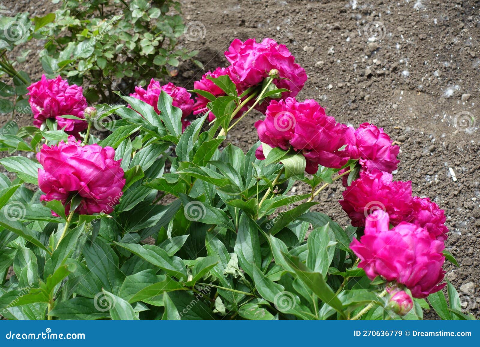 Bright Magenta Colored Flowers of Peonies in May Stock Image - Image of ...
