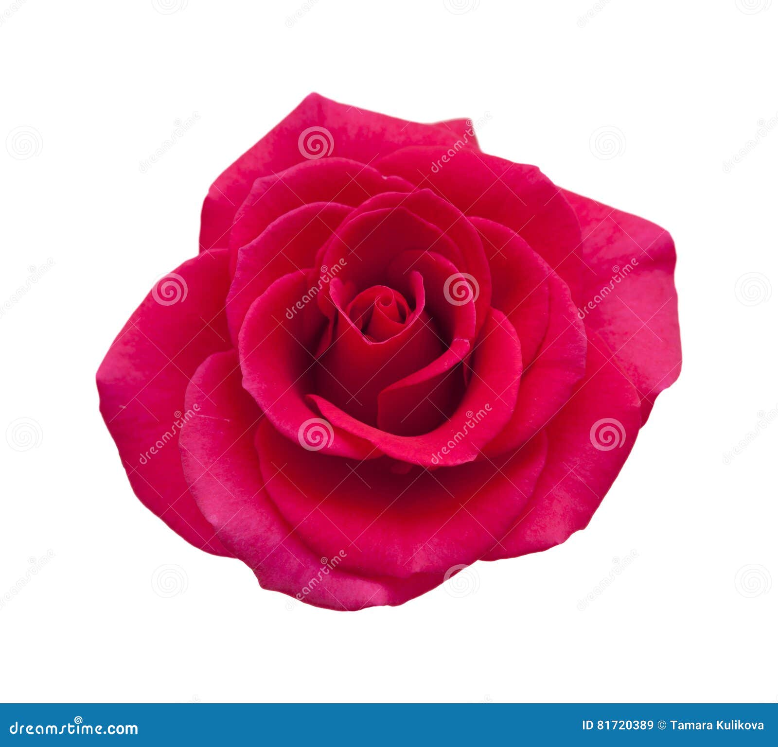 Bright magenta rose stock image. Image of object, bright - 81720389