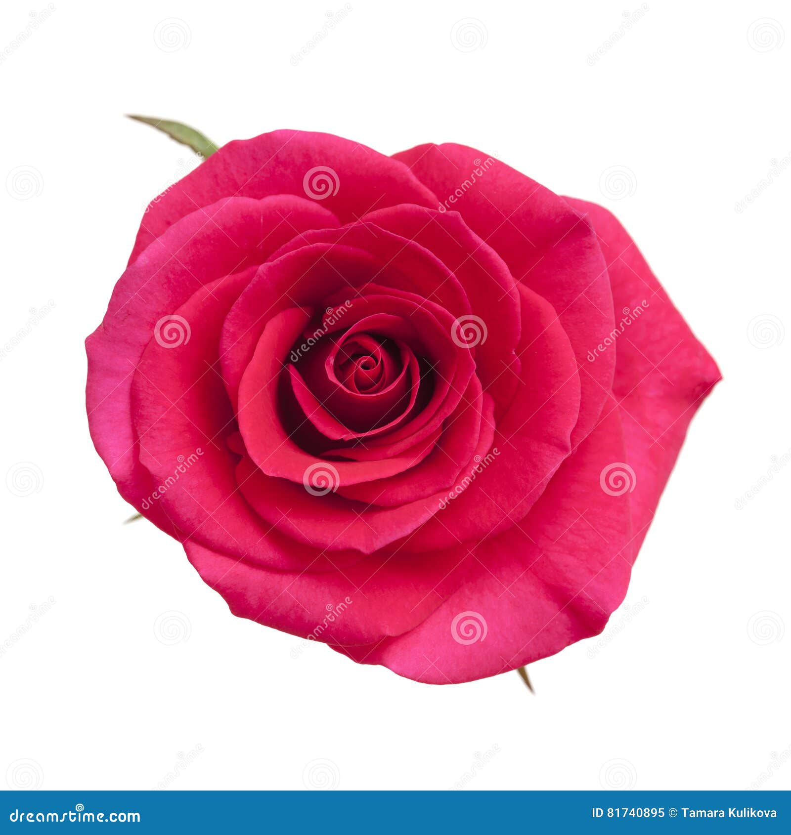 Bright magenta rose stock image. Image of bloom, plant - 81740895