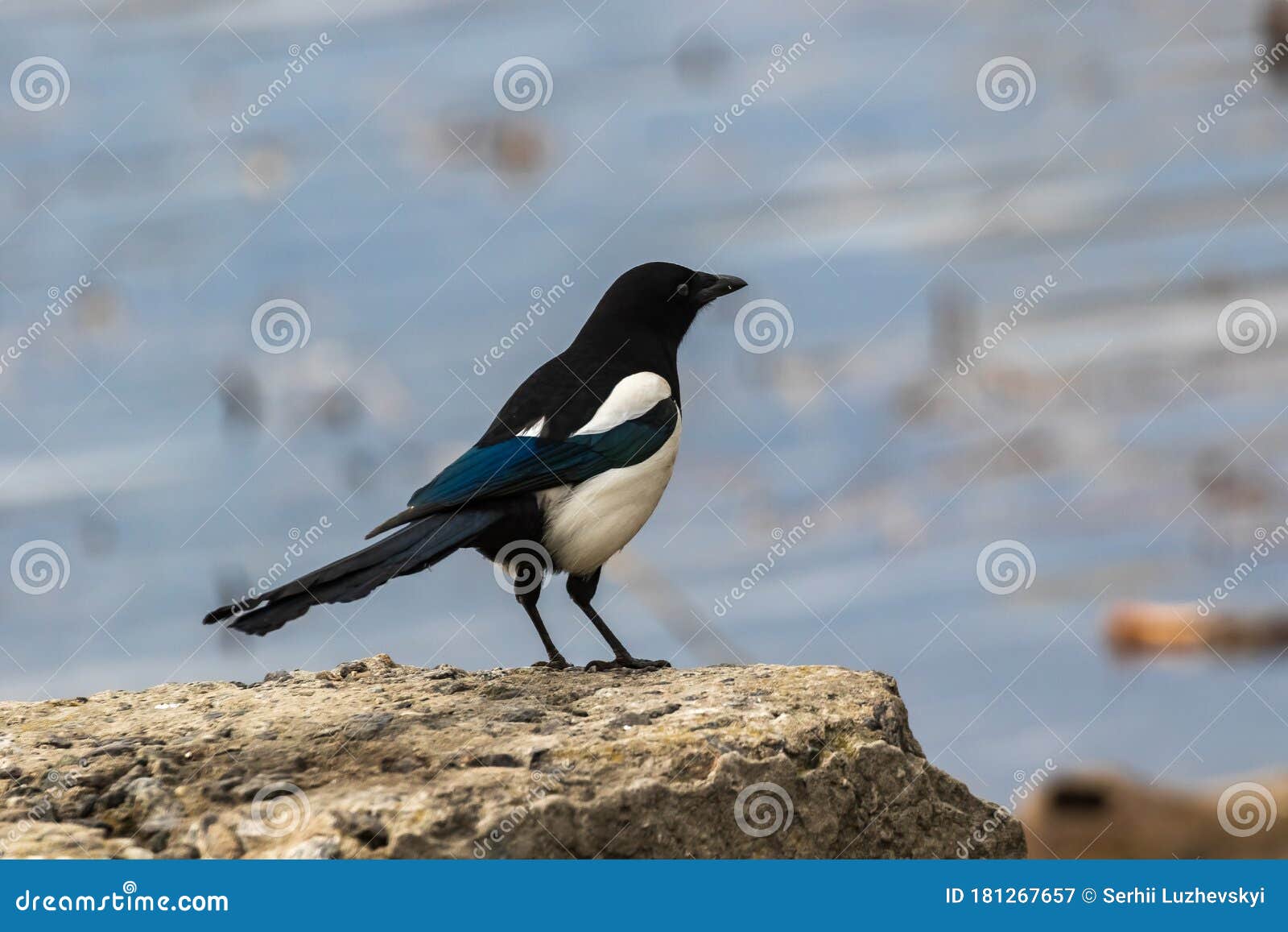 A Bright Magpie Stands on a Large Stone. City Birds Stock Image - Image ...