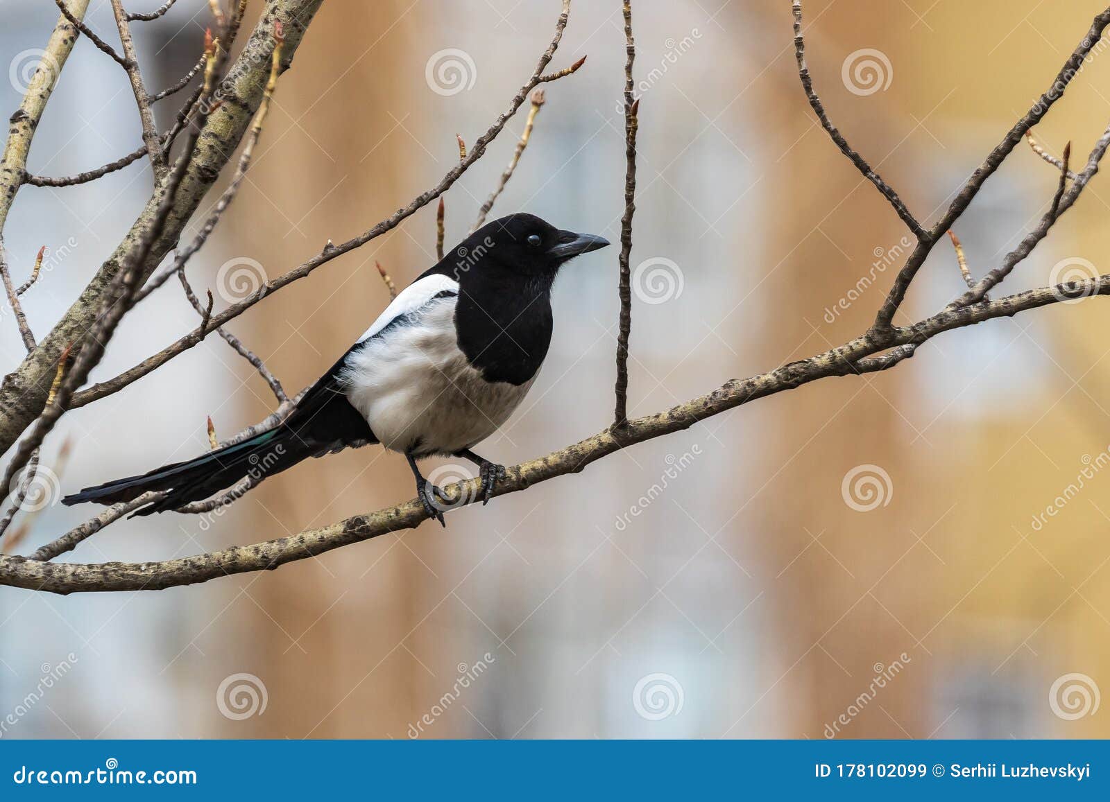 A Bright Magpie Stands on a Tree Branch. City Birds Stock Image - Image ...