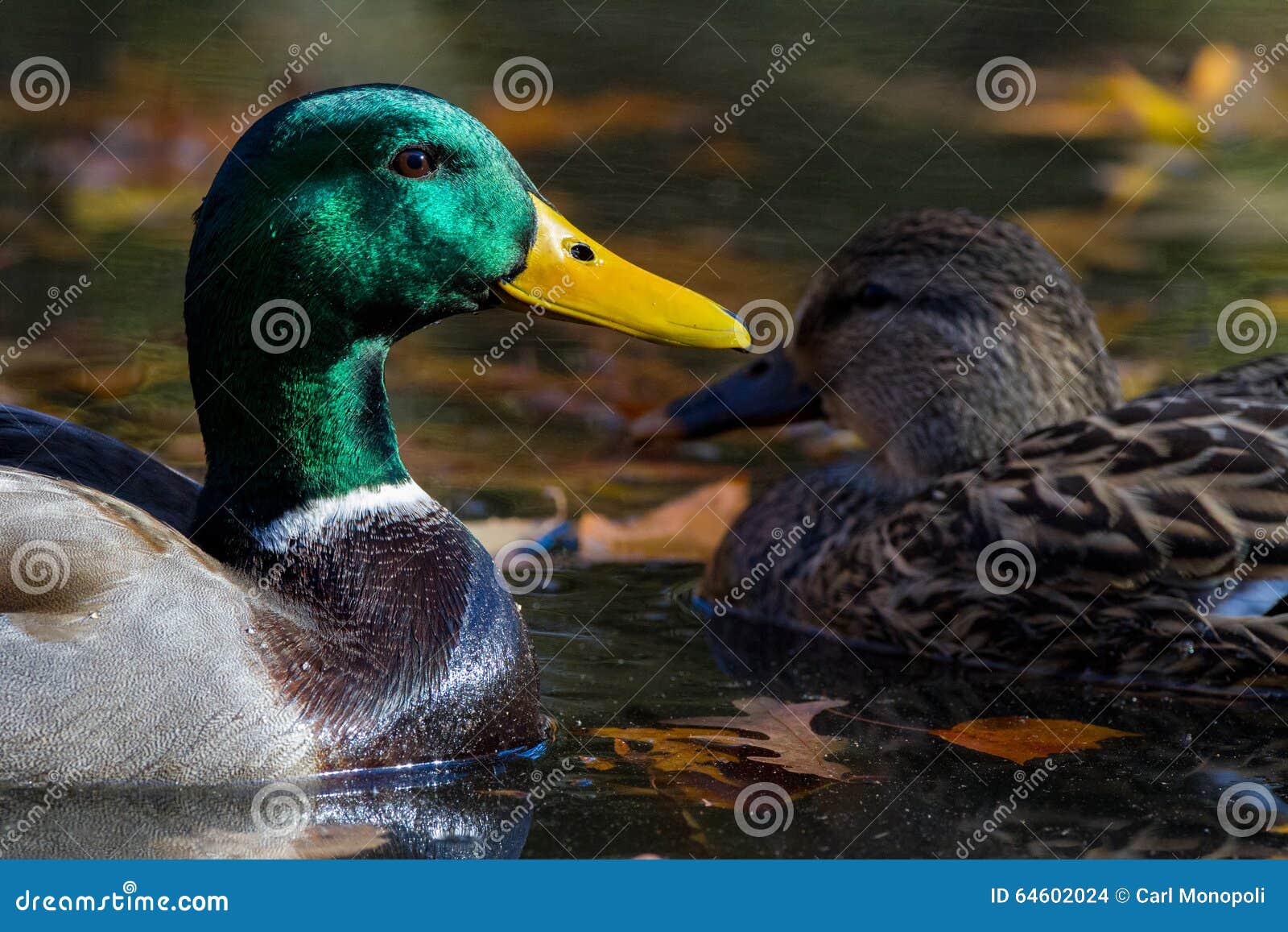 Bright Mallard Pair stock photo. Image of calm, lake - 64602024
