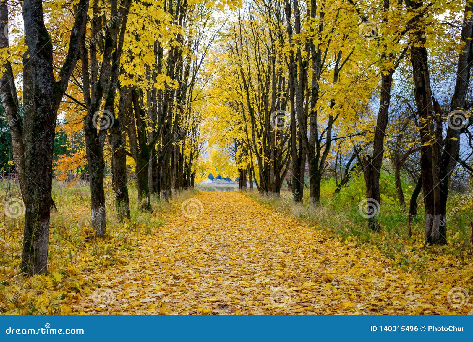 Bright Maple Alley in Autumn Stock Photo - Image of bright, outdoor ...