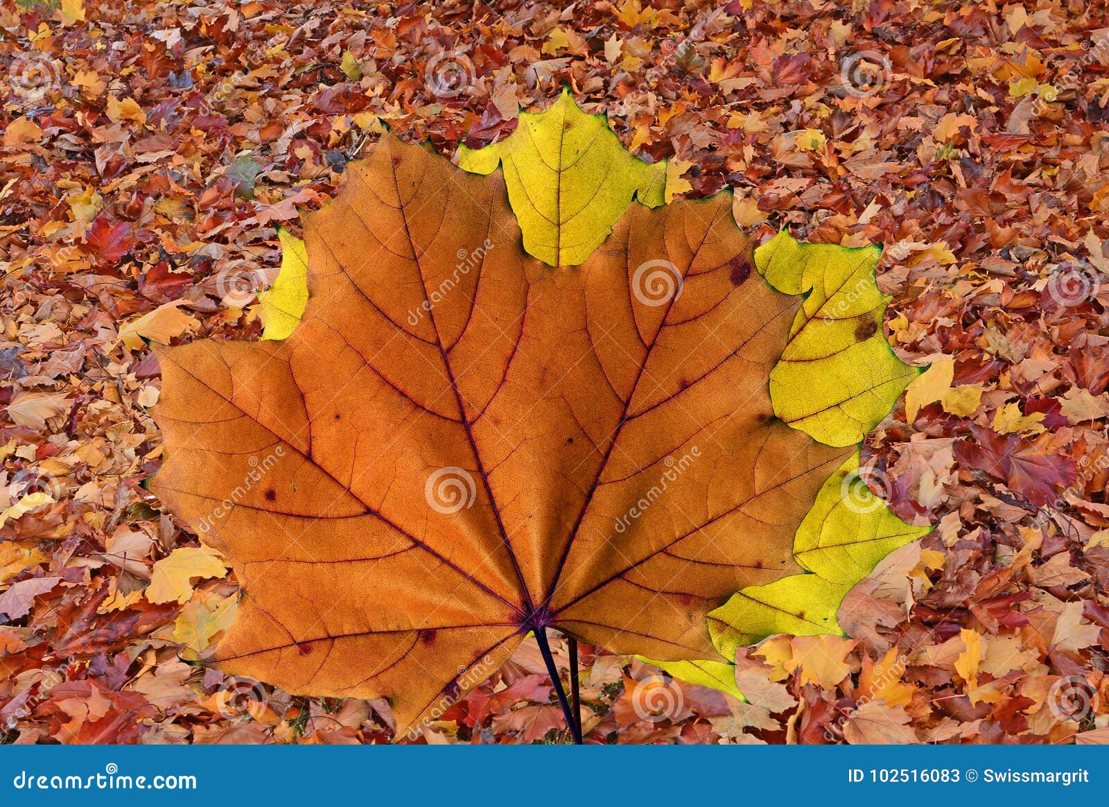 Colorful Maple Leaves in Fall Stock Image - Image of colorful, bright ...