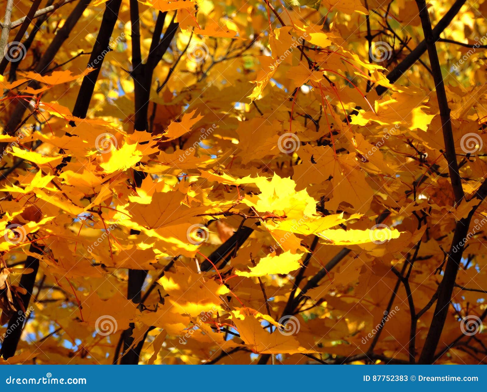 Bright maple stock image. Image of maple, light, season - 87752383