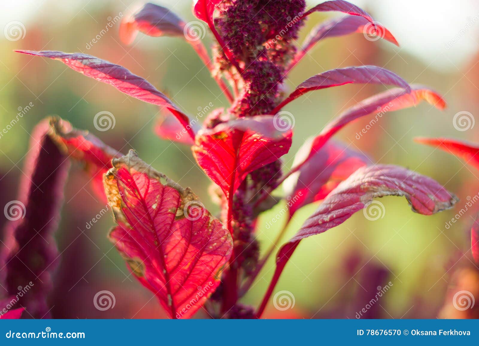Bright Maroon Amaranth Autumn. Stock Photo - Image of reflection ...