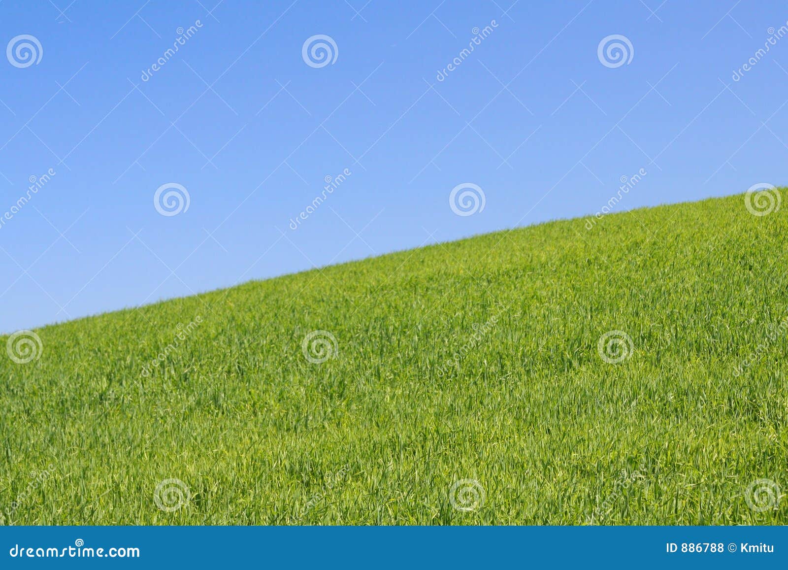 Bright meadow #2 stock photo. Image of atmosphere, enviroment - 886788