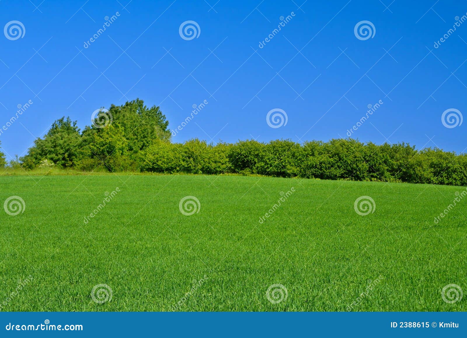 Bright meadow stock image. Image of multicolored, tree - 2388615