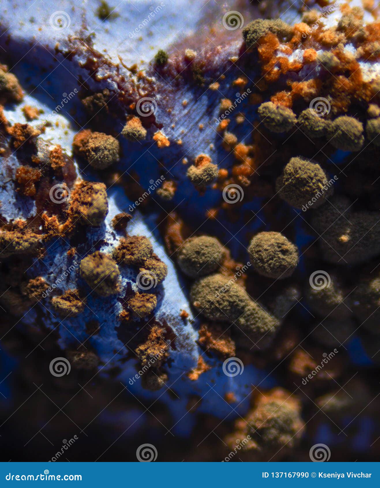 Bright mold on fruit stock photo. Image of color, juicy - 137167990