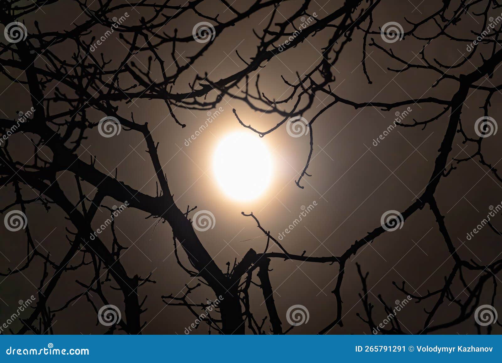 Bright Moon Behind the Branches of a Tree without Leaves at Night Stock ...