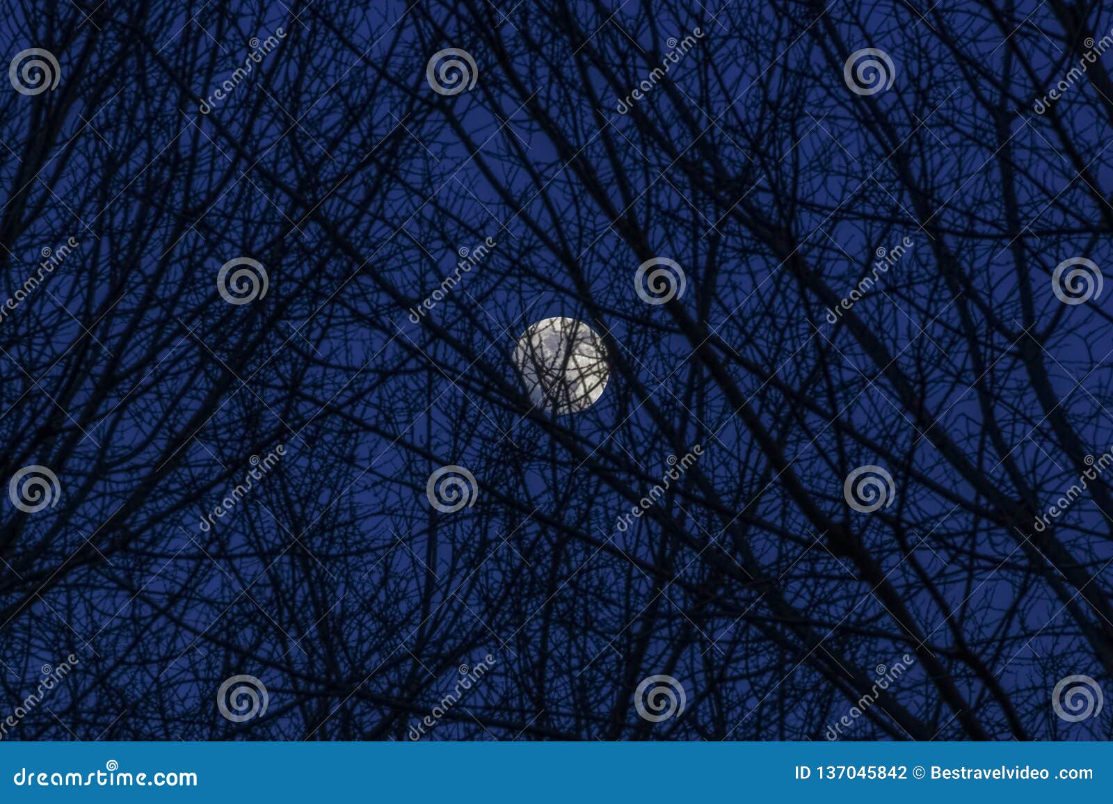 Bright Moon Behind Some Bare Tree Branches. Stock Photo - Image of ...