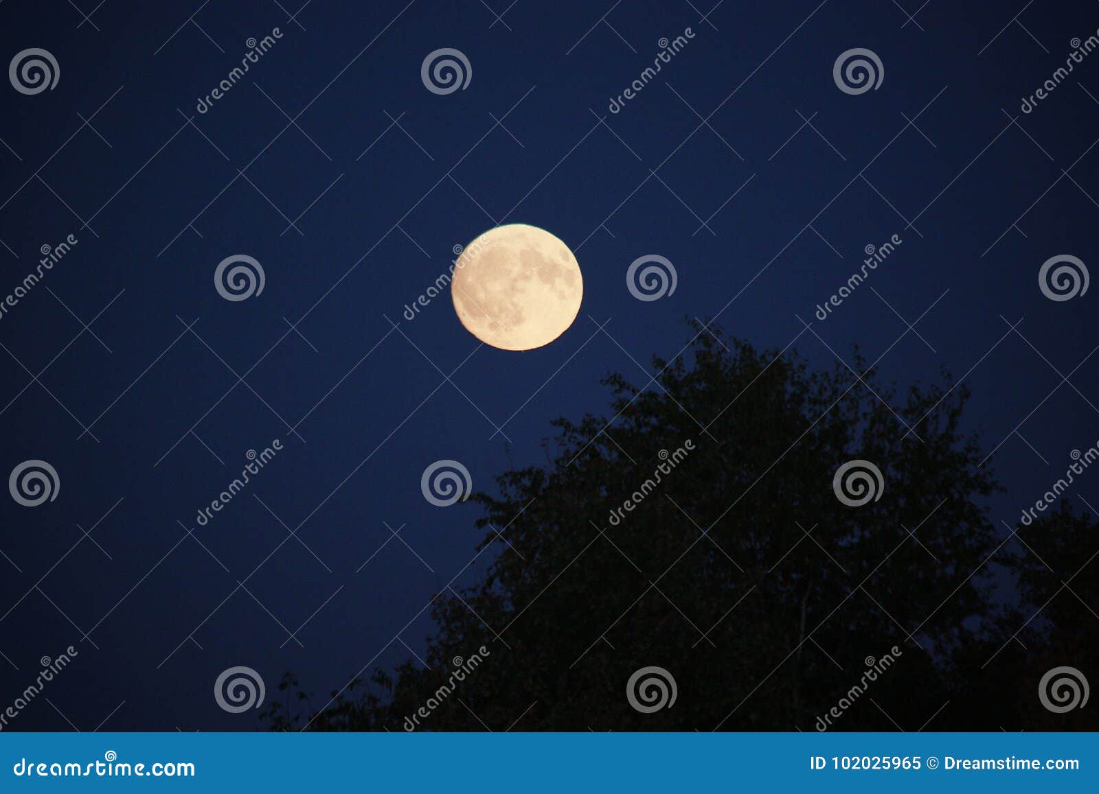 Bright moon stock image. Image of amazing, trees, pretty - 102025965