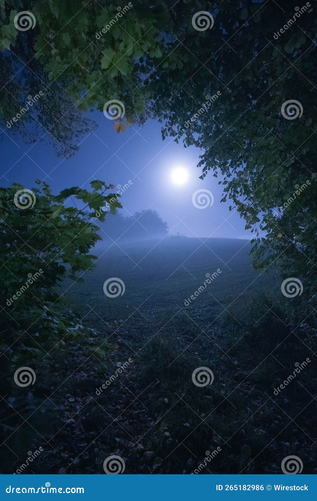 Bright Moon Light in a Hill with Trees Around Stock Photo - Image of ...