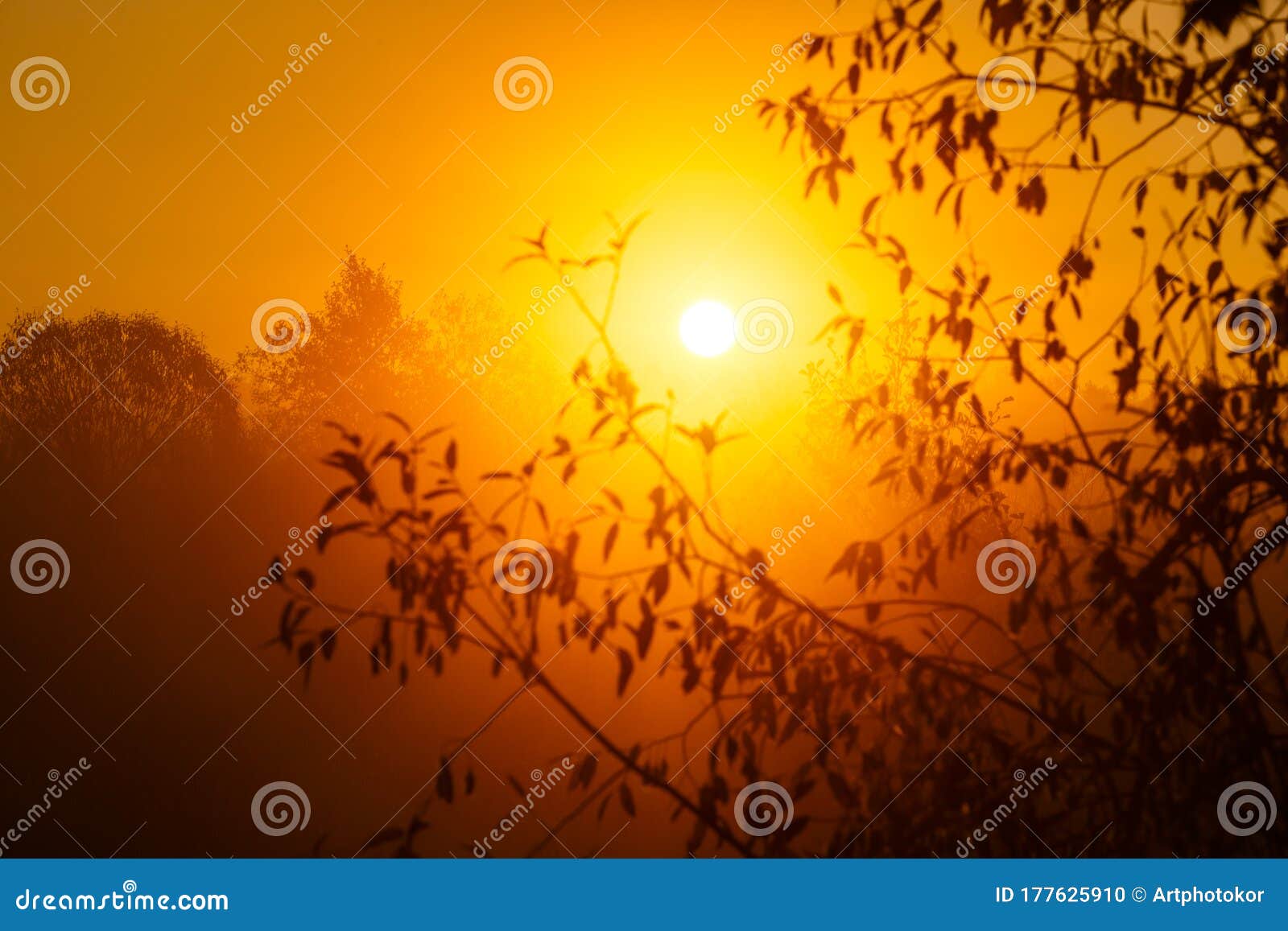 Bright Morning in the Forest. Orange and Yellow Sun on the Background ...