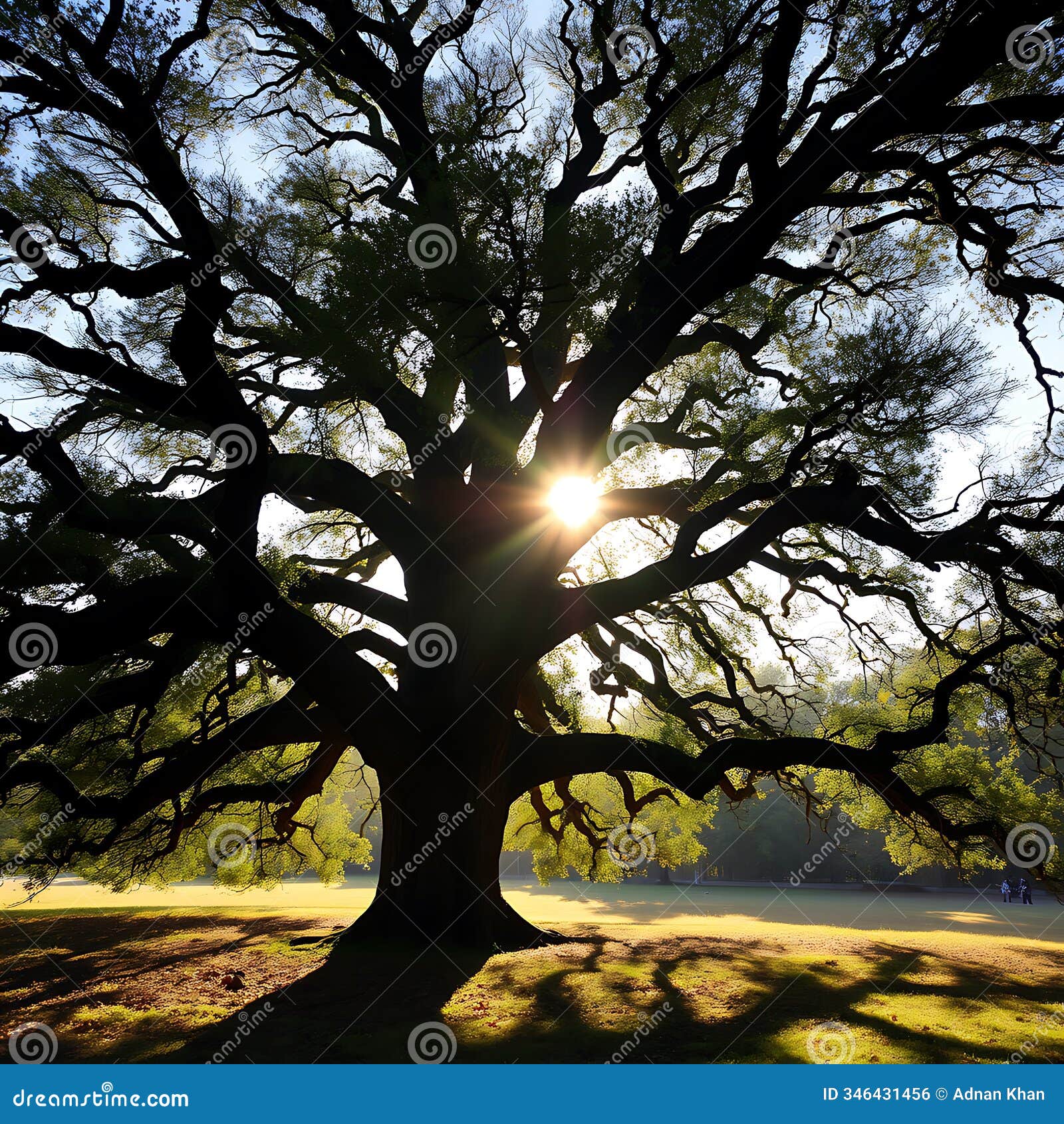 Bright Morning Sun through Oak Tree Branches Stock Illustration ...
