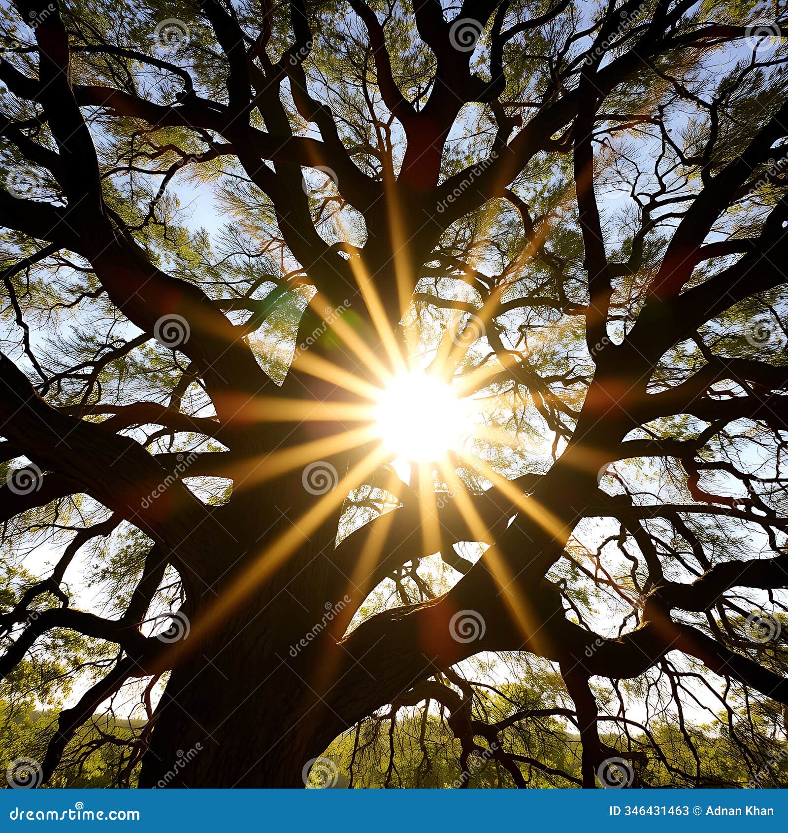 Bright Morning Sun through Oak Tree Branches Stock Illustration ...