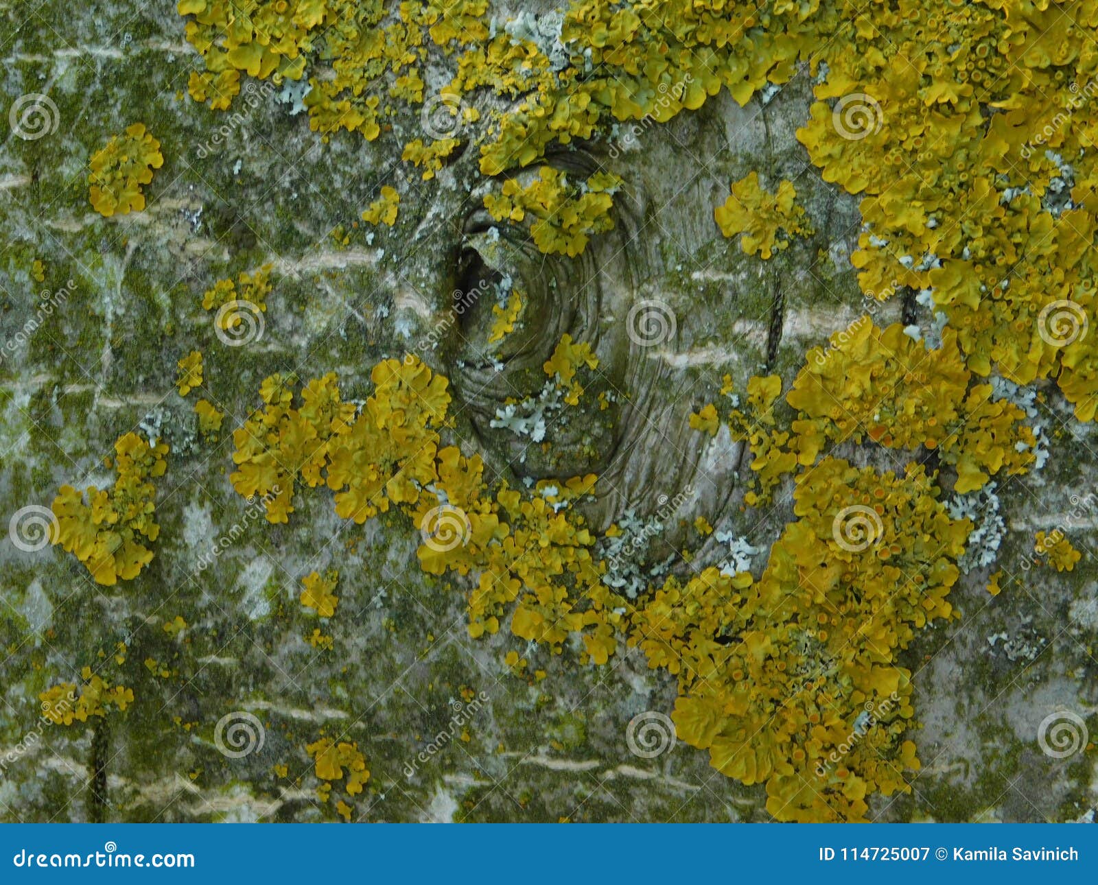 Moss on tree bark stock image. Image of meadow, green - 114725007
