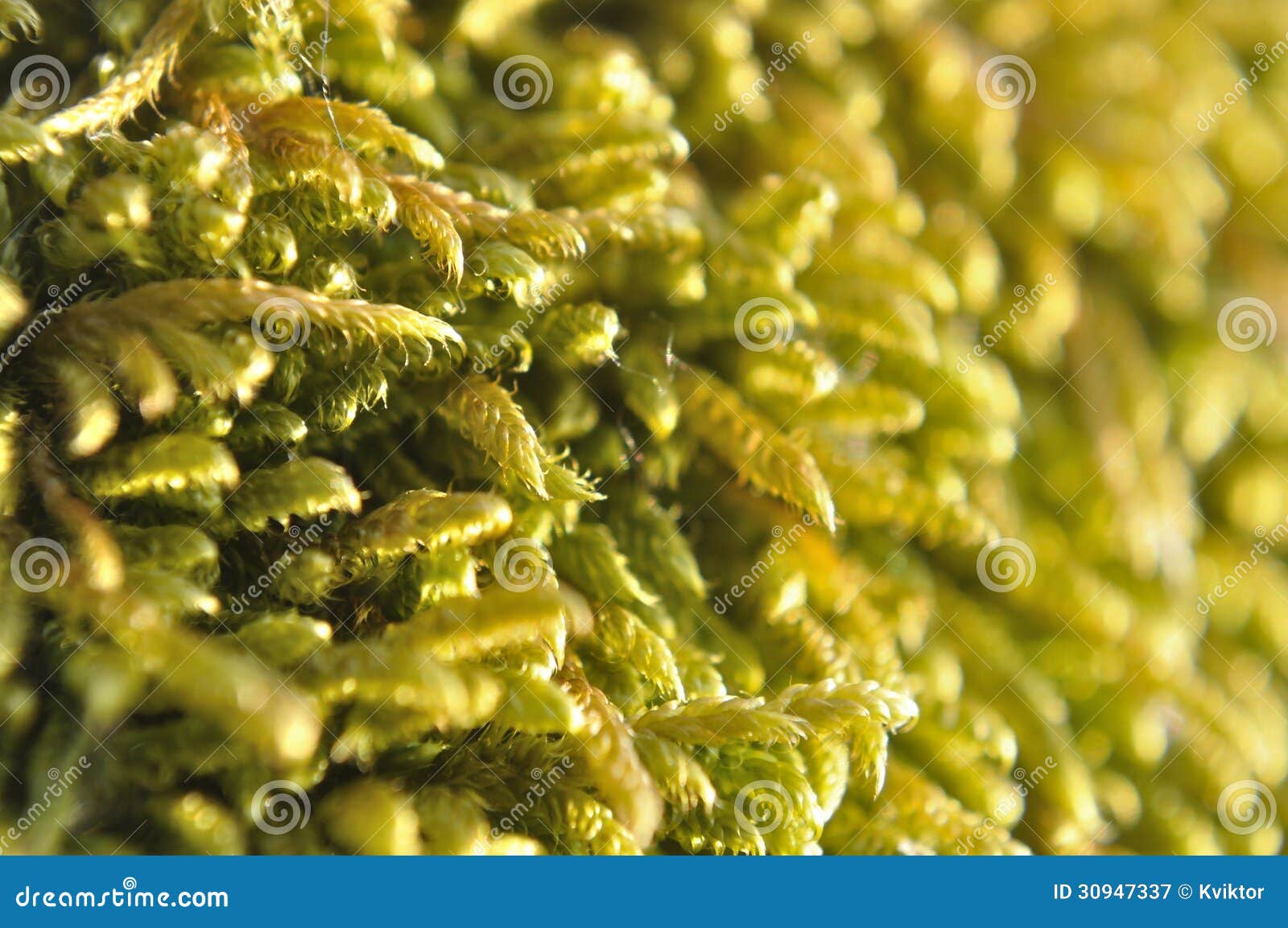 Bright moss macro shot stock image. Image of macro, environment - 30947337