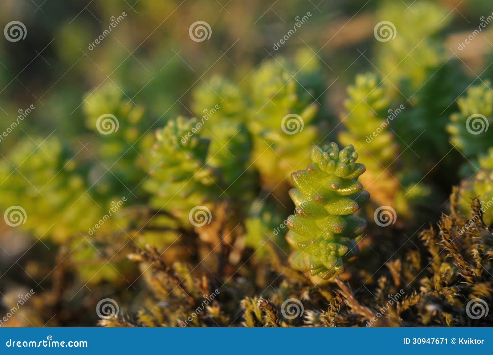 Bright moss macro shot stock image. Image of macro, park - 30947671