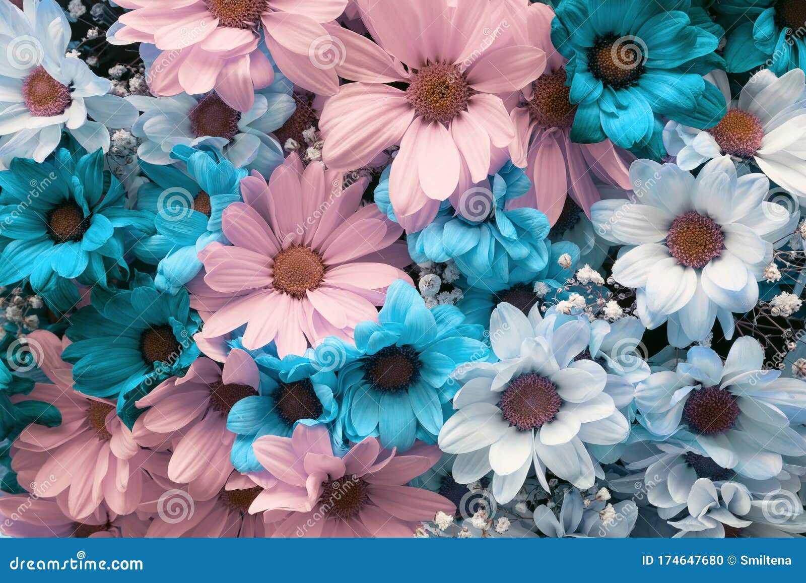 Bright Multi-colored Aster Flowers Close-up Stock Photo - Image of ...