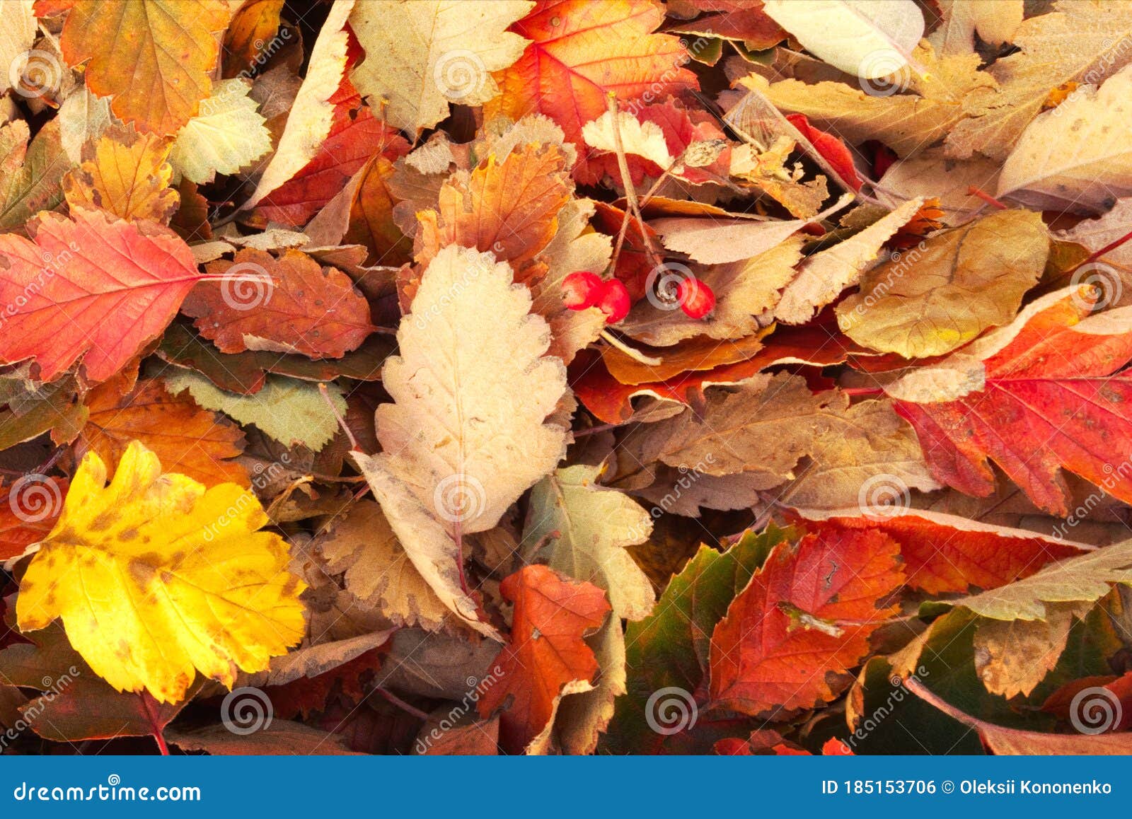 Bright Multi-colored Autumn Leaves As a Background Stock Photo - Image ...