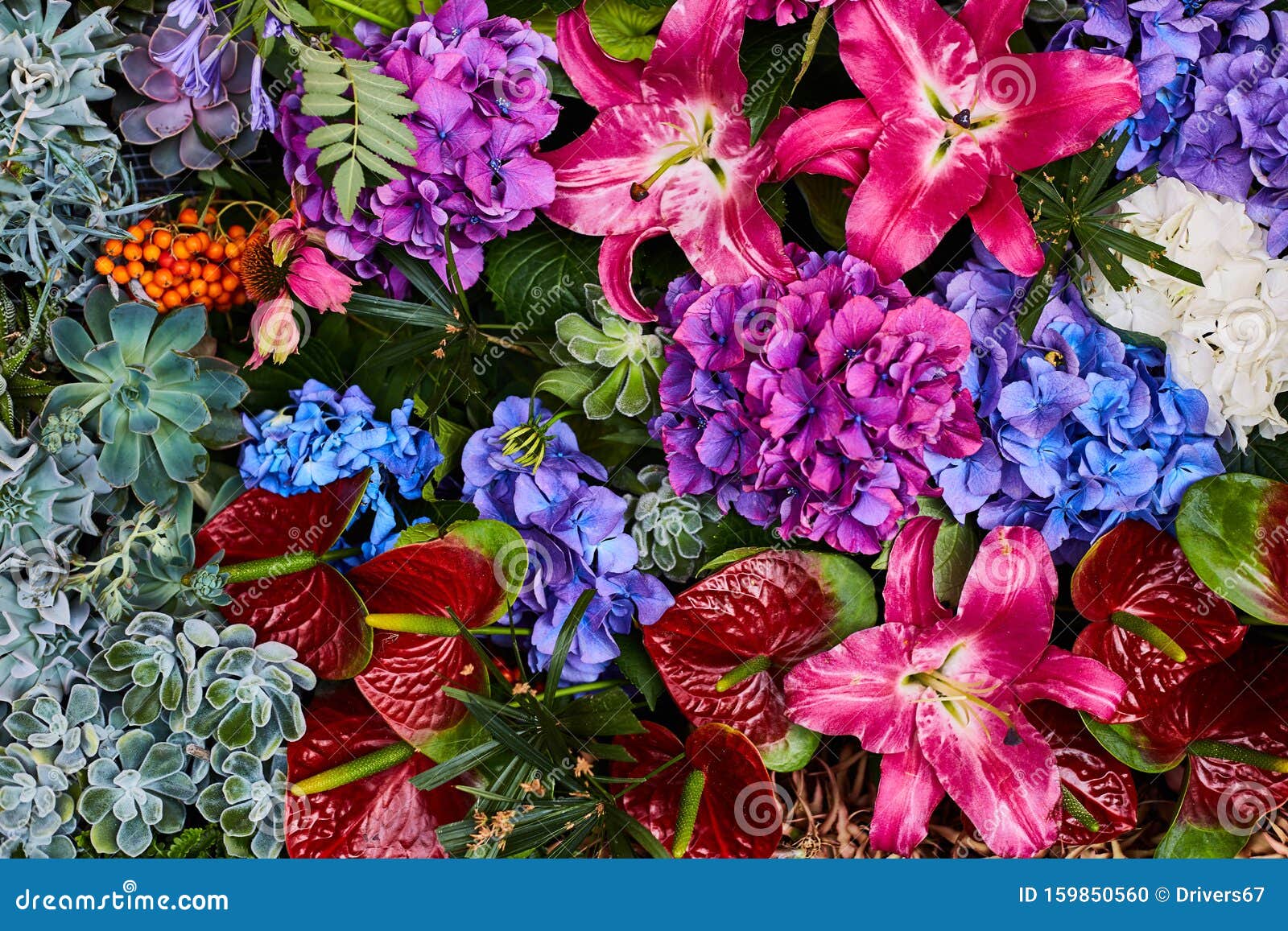 Bright Multi-colored Flowers in the Flowerbed. Farm Exhibition Stock ...