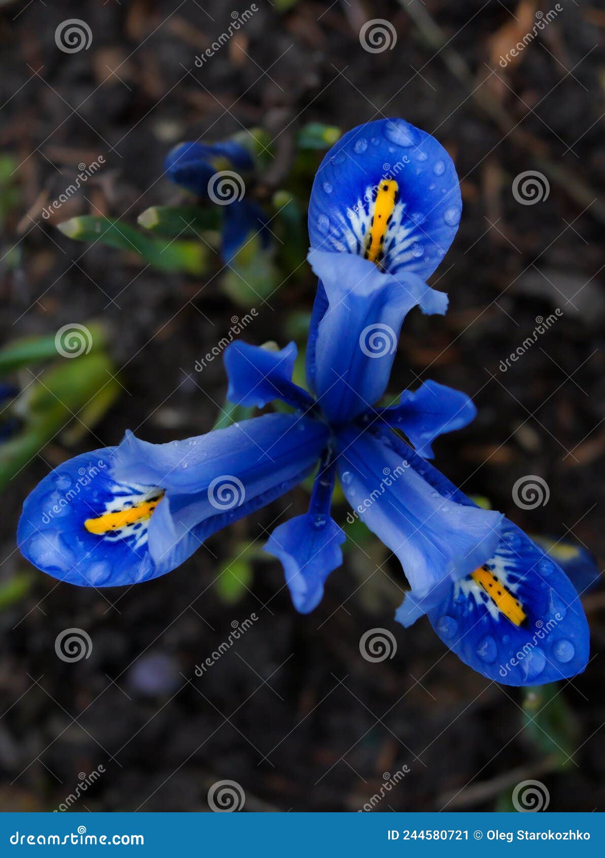 Bright Multi-colored Iris on a Detailed Photo Stock Image - Image of ...