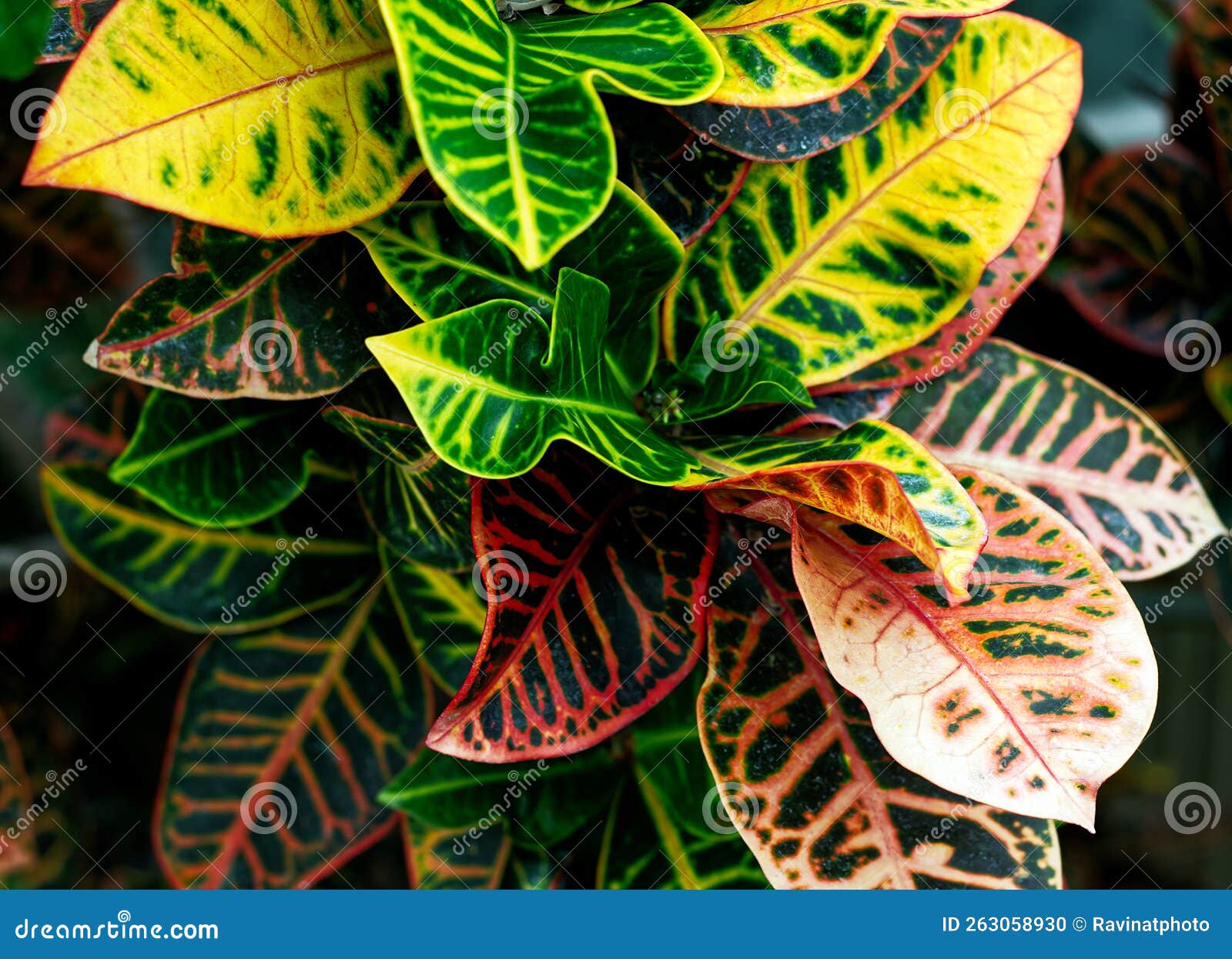 Bright Multi-colored Leaves Attract Attention from One Bush - Toronto ...
