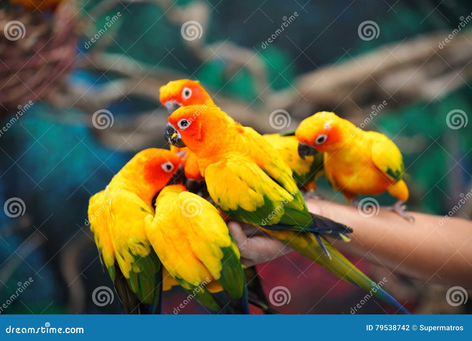 Bright Multi-colored Parrots Sit on a Branch Stock Photo - Image of ...