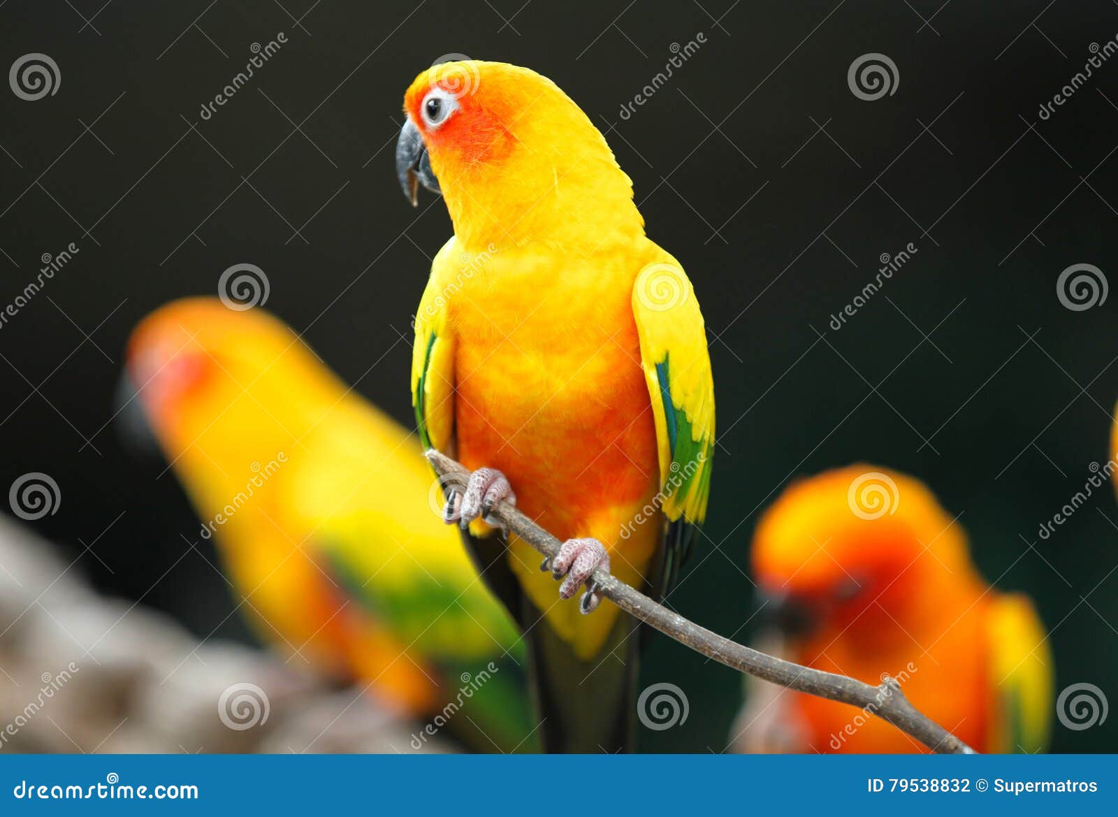 Bright Multi-colored Parrots Sit on a Branch Stock Photo - Image of ...