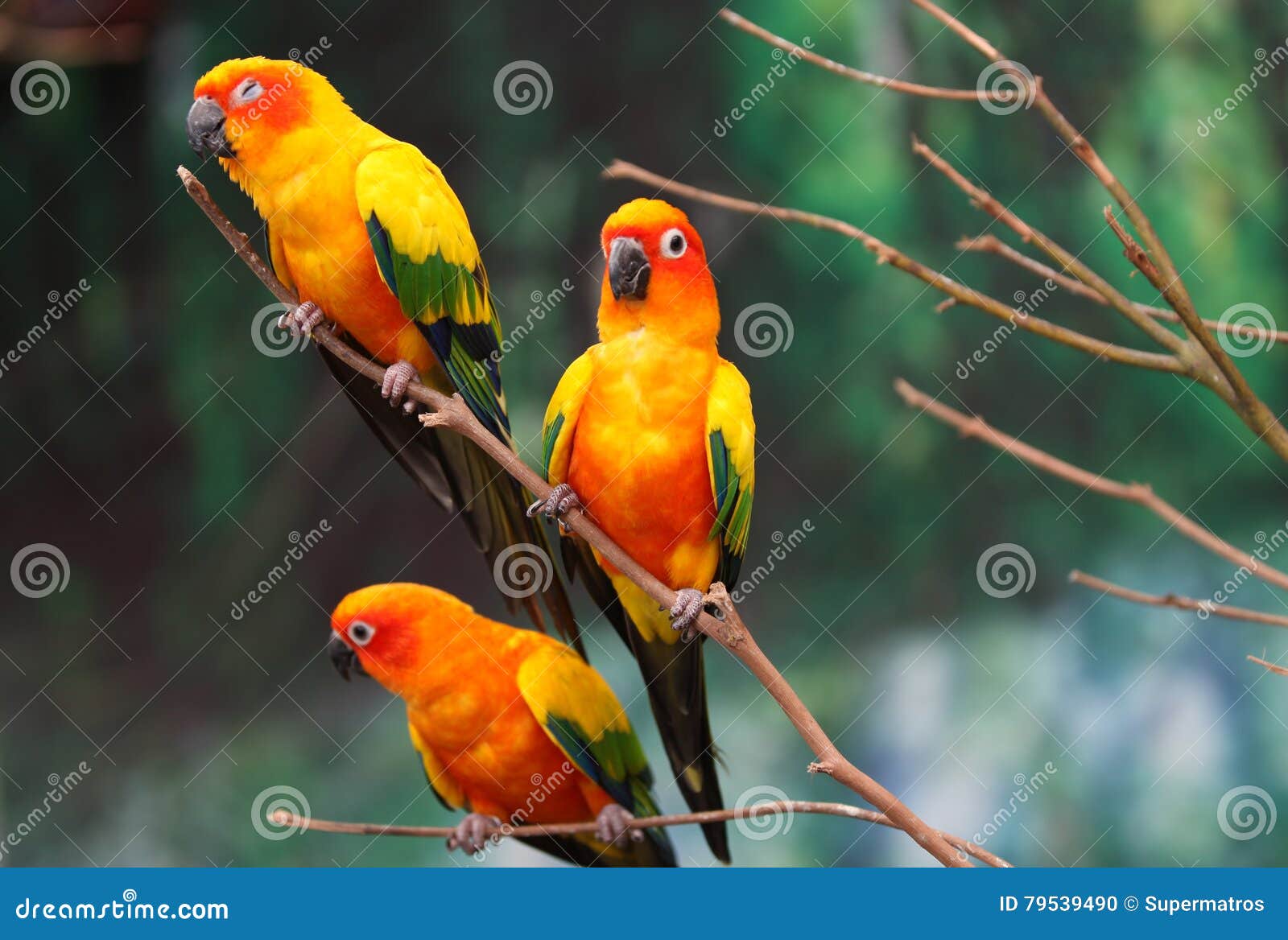 Bright Multi-colored Parrots Sit on a Branch Stock Photo - Image of ...