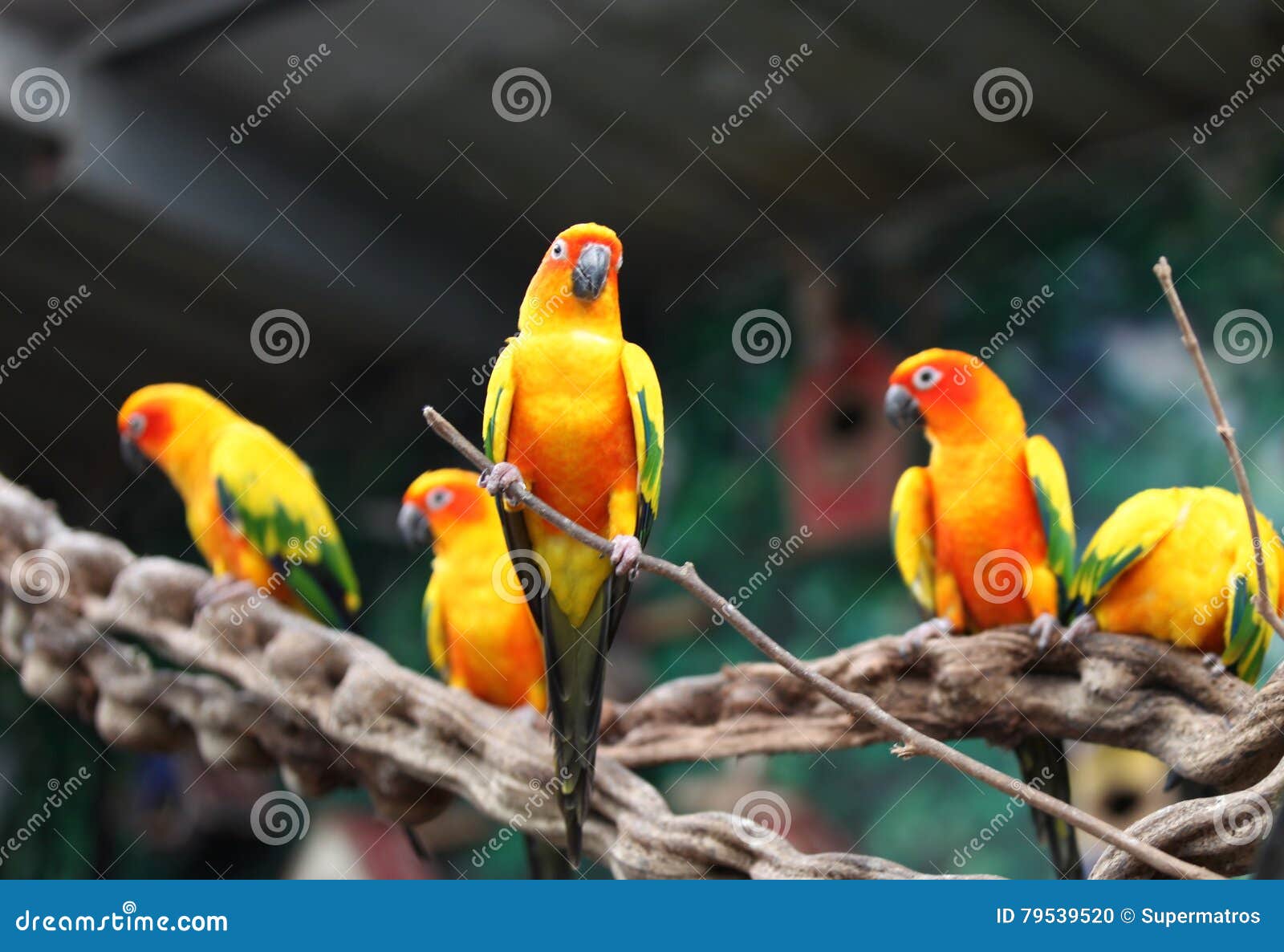 Bright Multi-colored Parrots Sit on a Branch Stock Photo - Image of ...