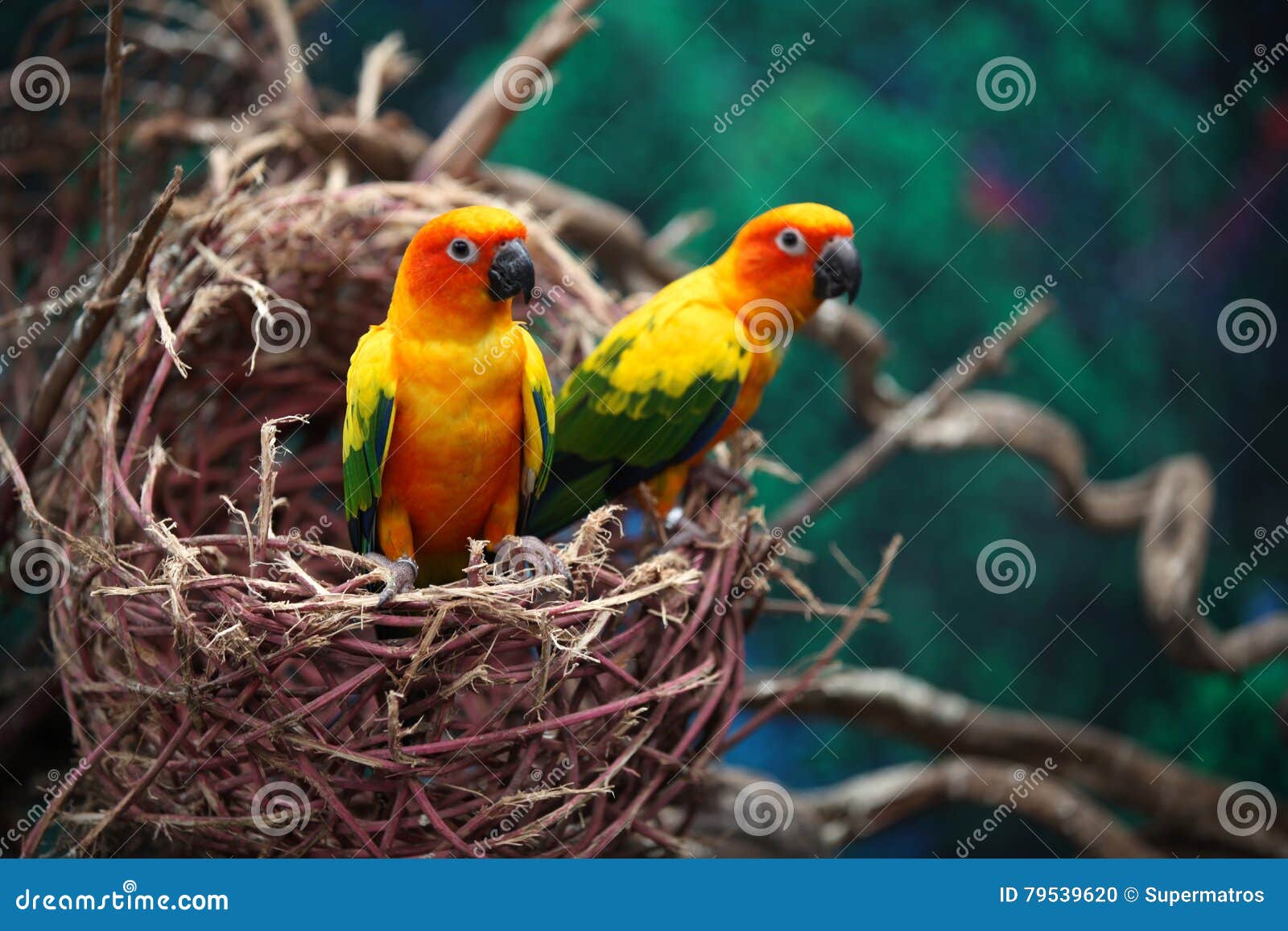 Bright Multi-colored Parrots Sit on a Branch Stock Photo - Image of ...