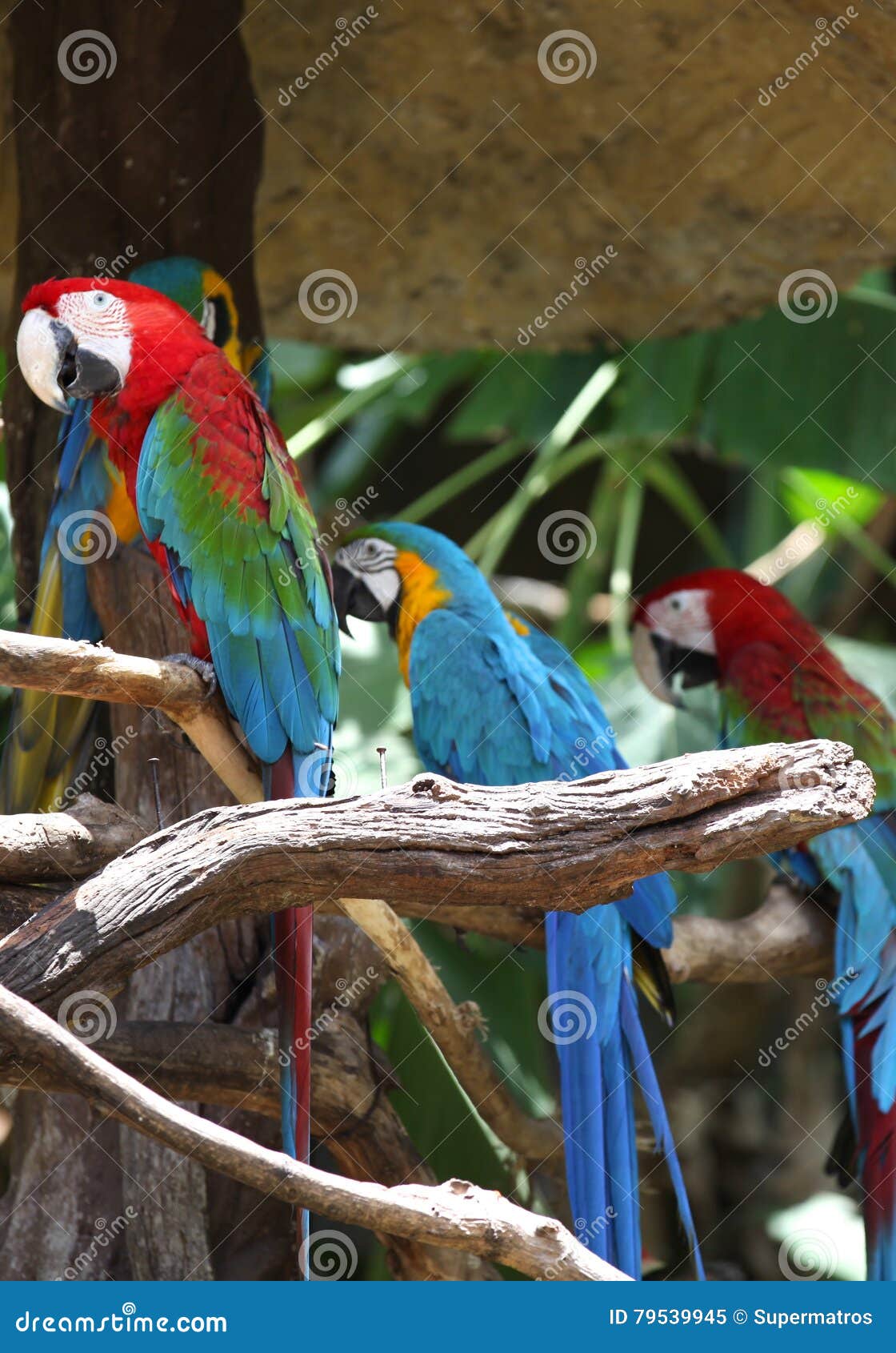 Bright Multi-colored Parrots Sit on a Branch Stock Image - Image of ...