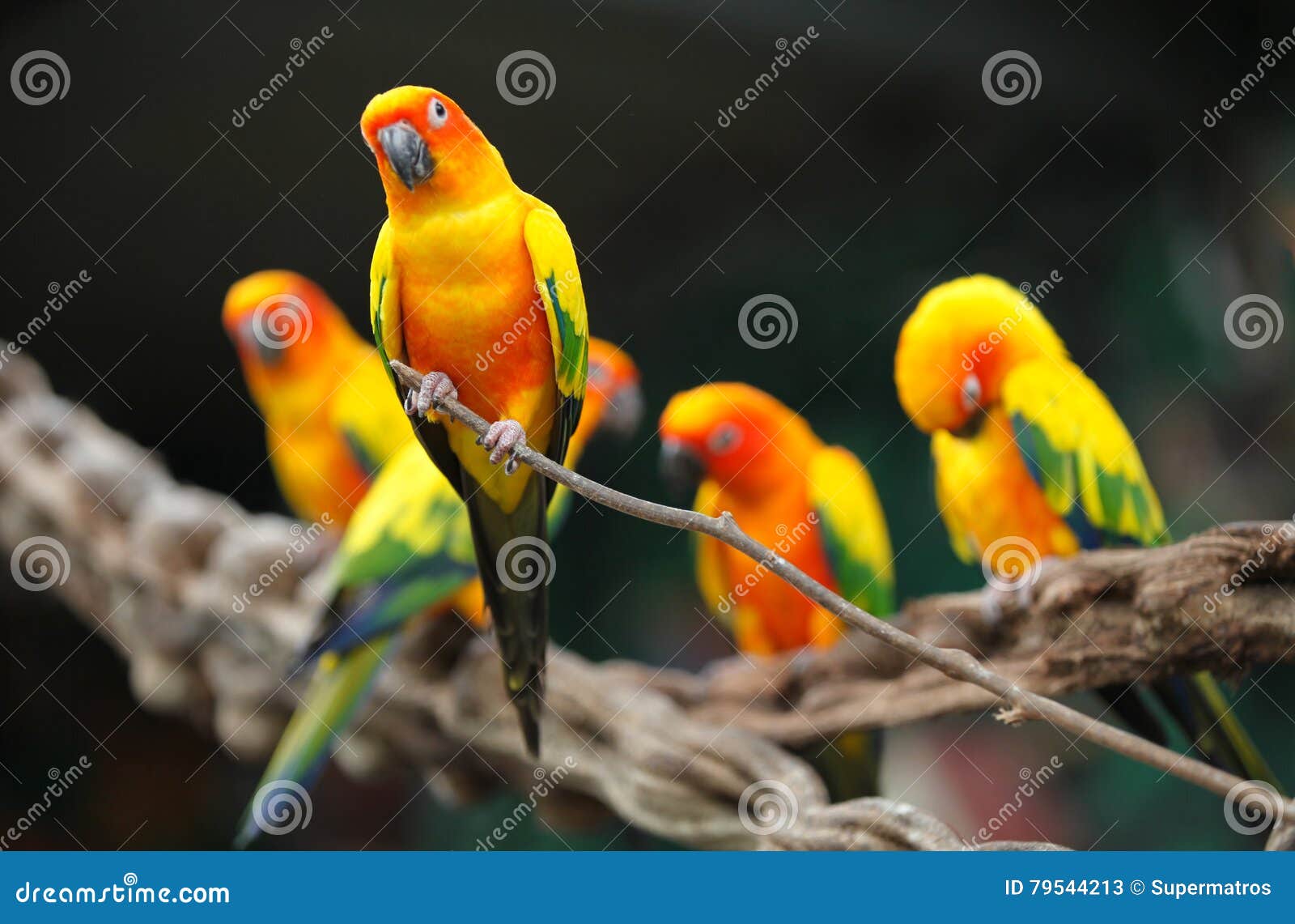 Bright Multi-colored Parrots Sit on a Branch Stock Image - Image of ...
