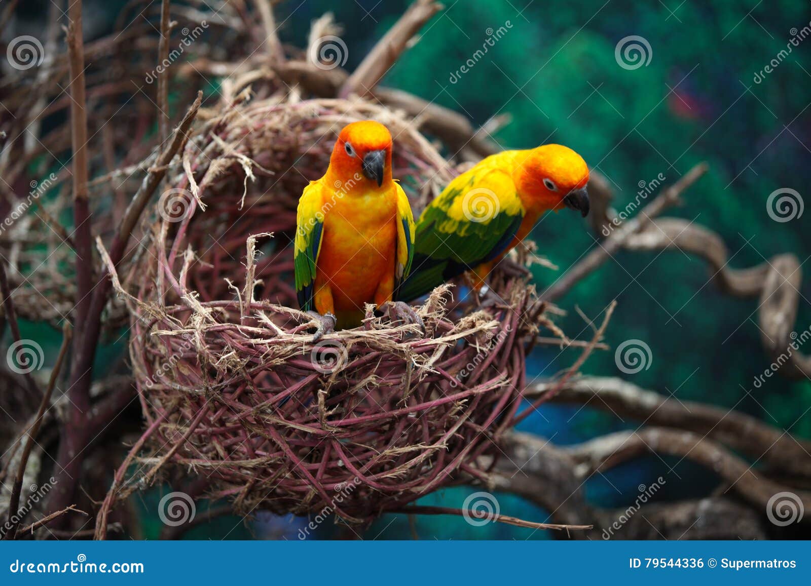 Bright Multi-colored Parrots Sit on a Branch Stock Photo - Image of ...