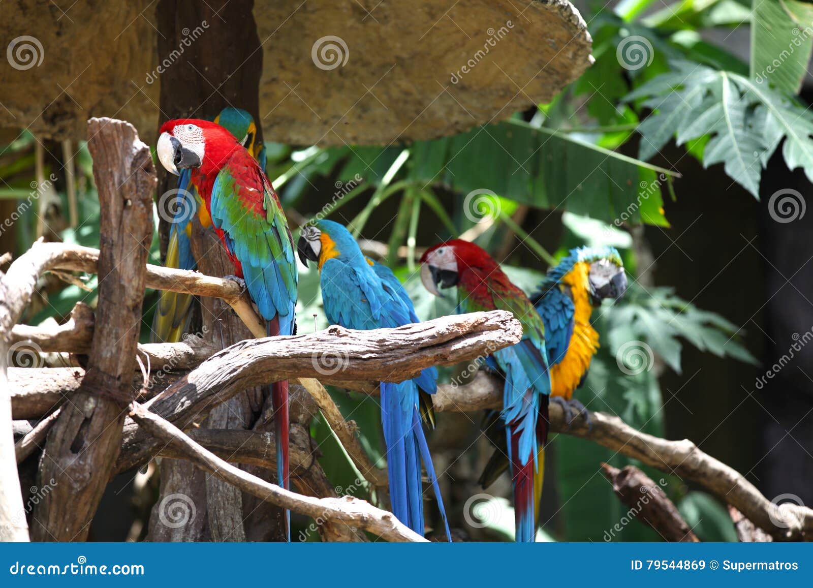Bright Multi-colored Parrots Sit on a Branch Stock Image - Image of ...
