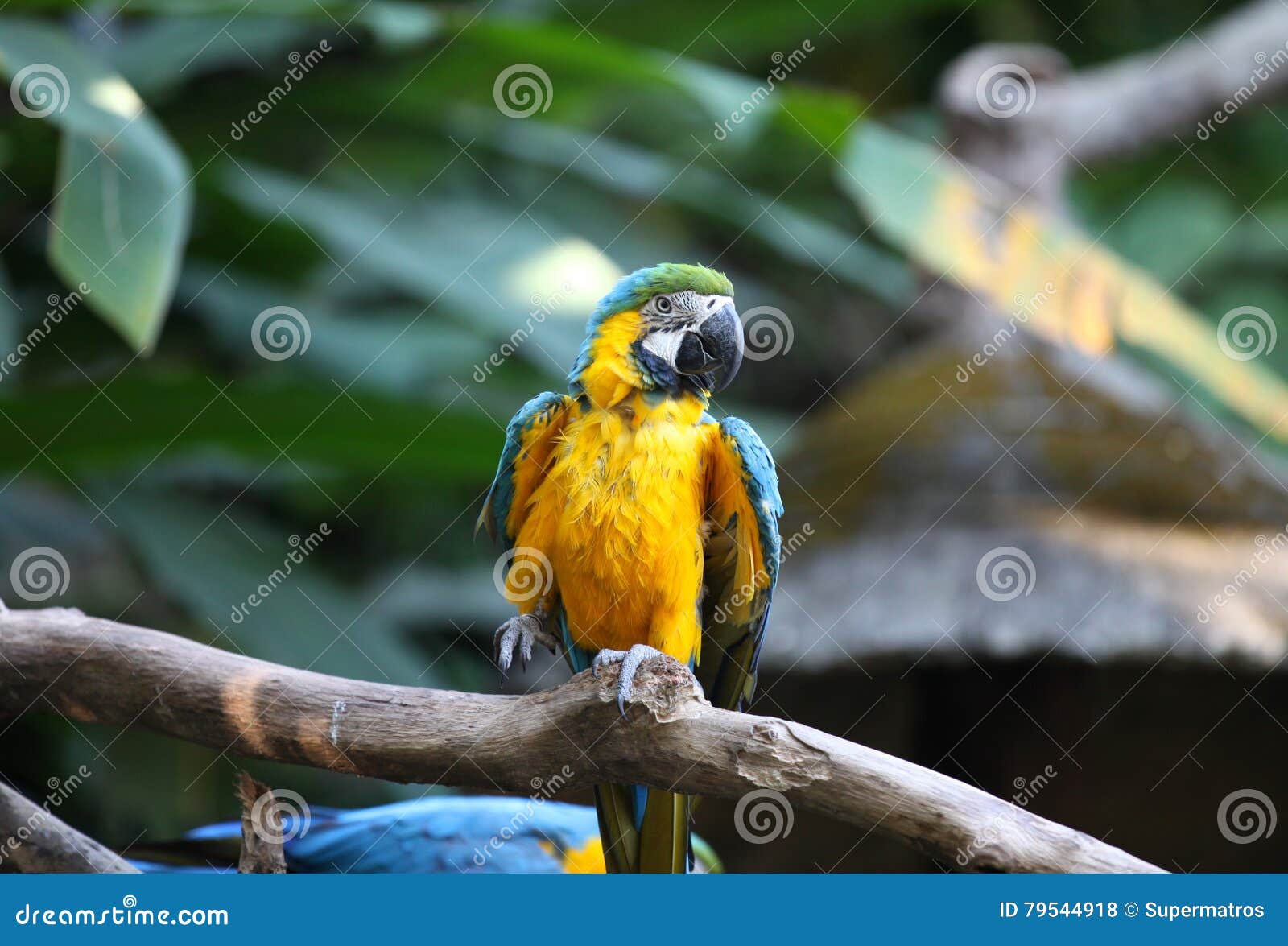 Bright Multi-colored Parrots Sit on a Branch Stock Photo - Image of ...