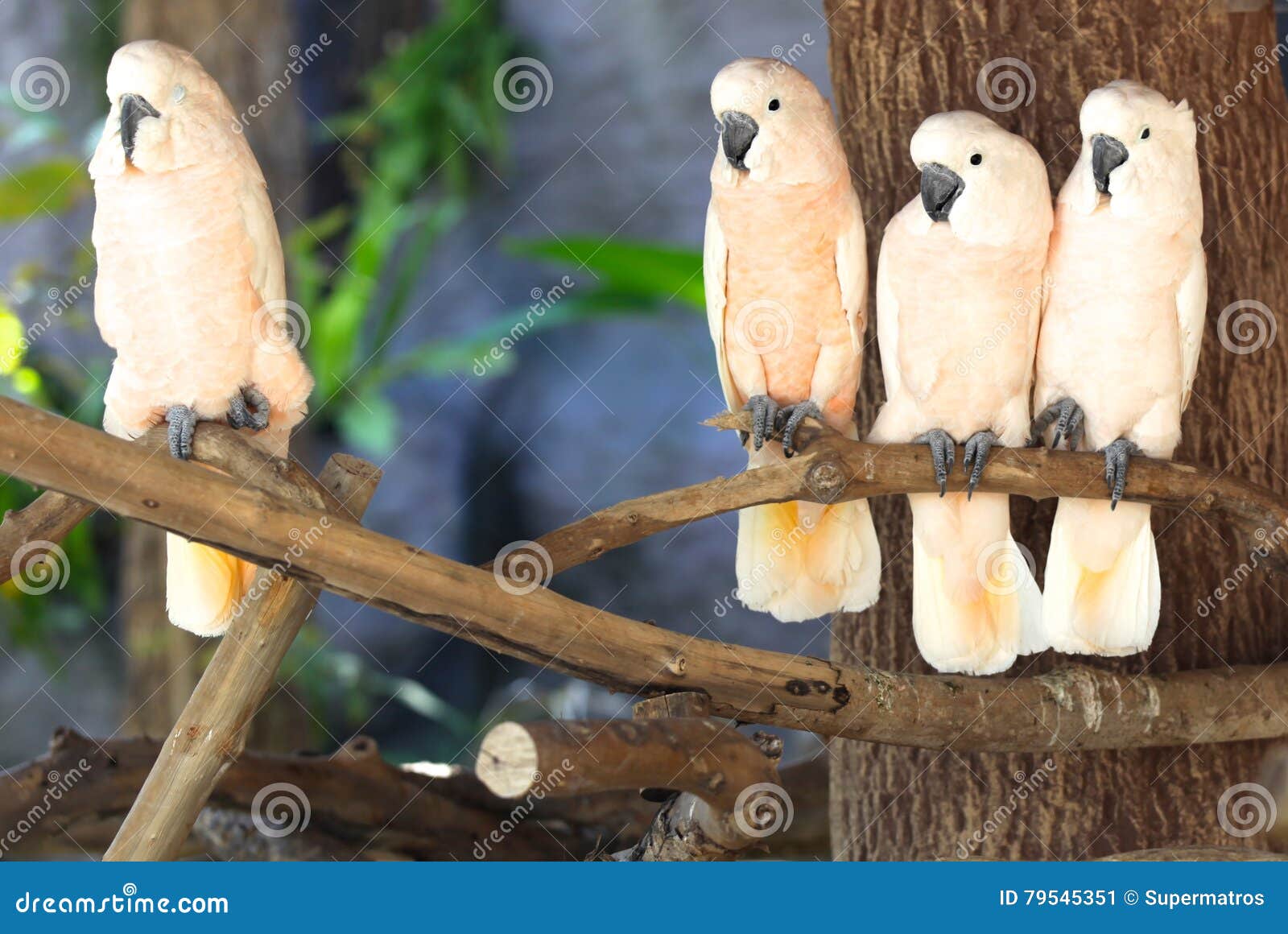 Bright Multi-colored Parrots Sit on a Branch Stock Image - Image of ...