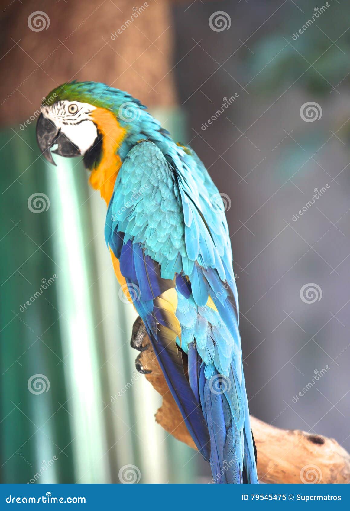 Bright Multi-colored Parrots Sit on a Branch Stock Image - Image of ...