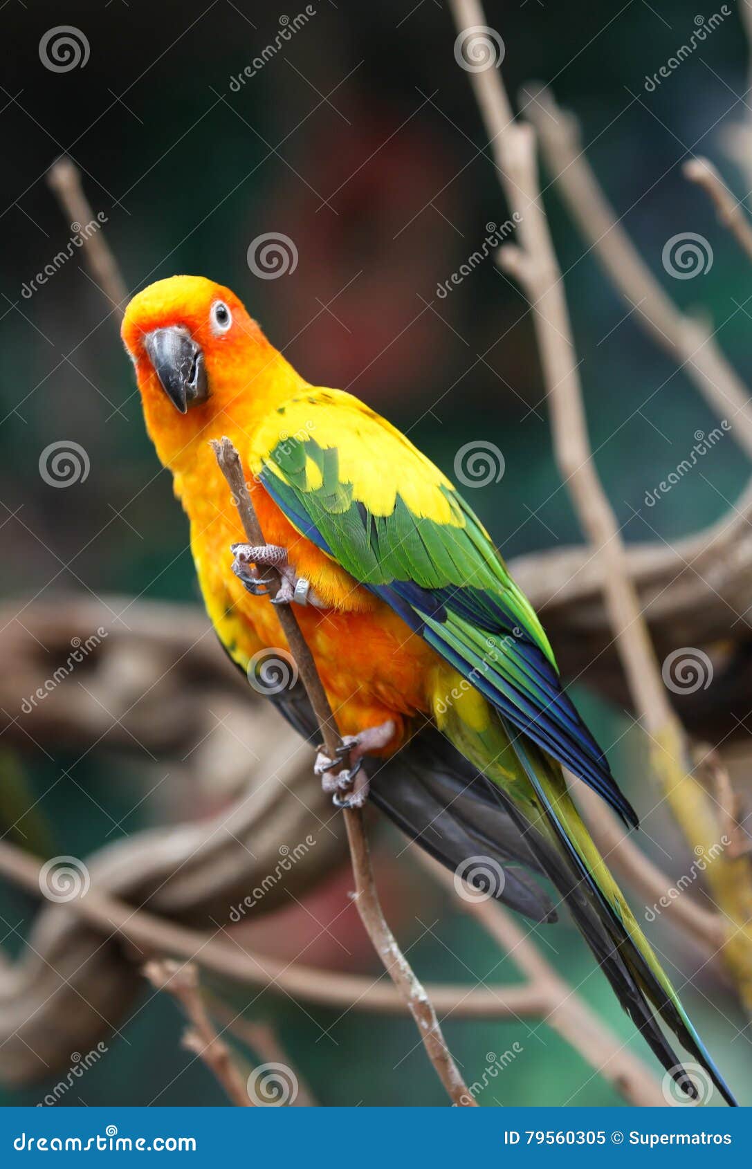 Bright Multi-colored Parrots Sit on a Branch Stock Image - Image of ...