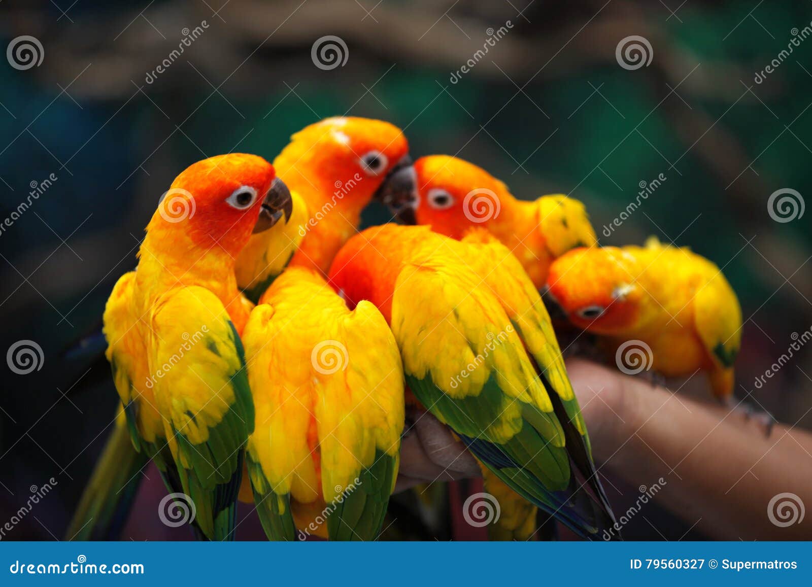 Bright Multi-colored Parrots Sit on a Branch Stock Image - Image of ...