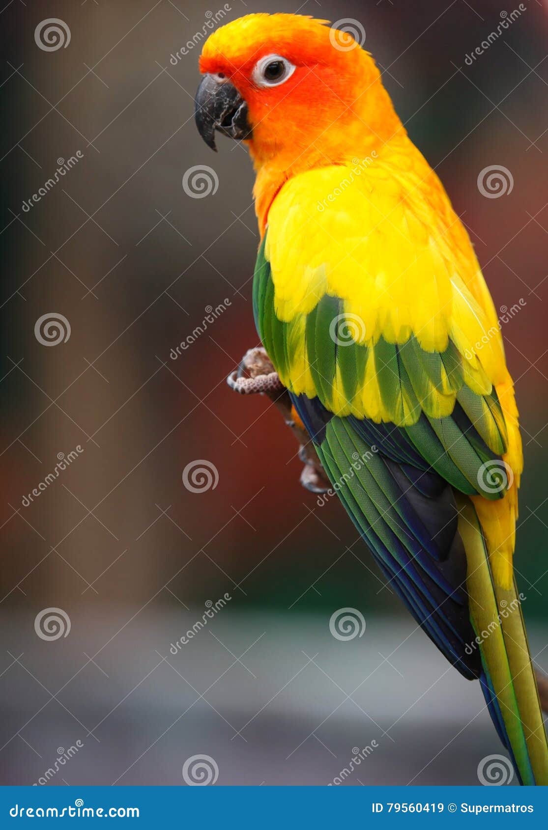 Bright Multi-colored Parrots Sit on a Branch Stock Image - Image of ...