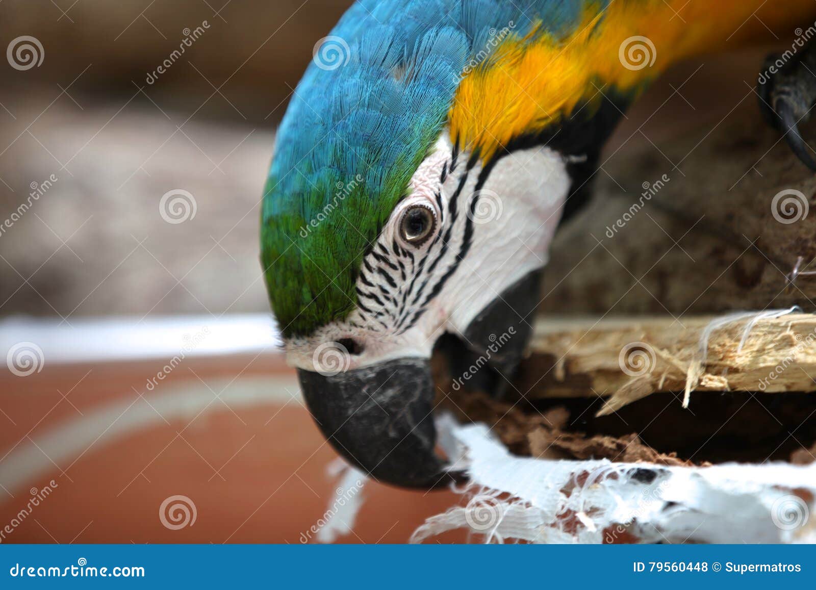 Bright Multi-colored Parrots Sit on a Branch Stock Photo - Image of ...