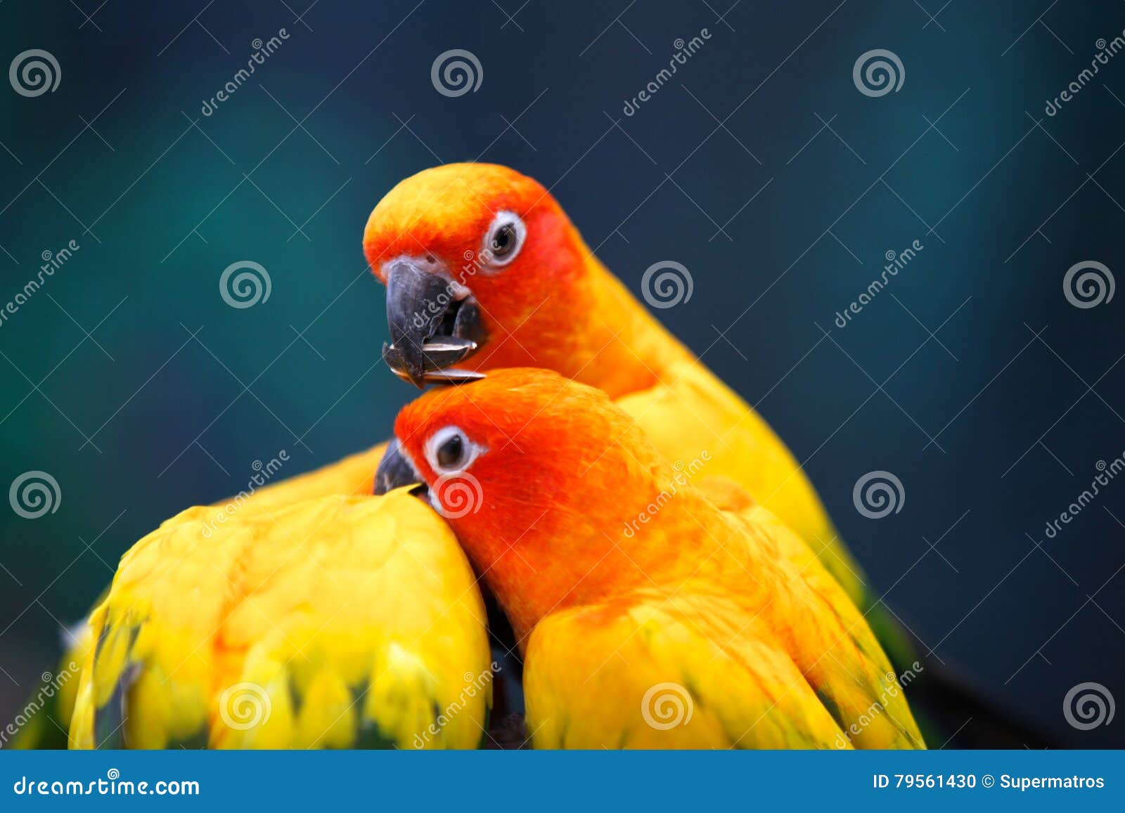 Bright Multi-colored Parrots Sit on a Branch Stock Photo - Image of ...