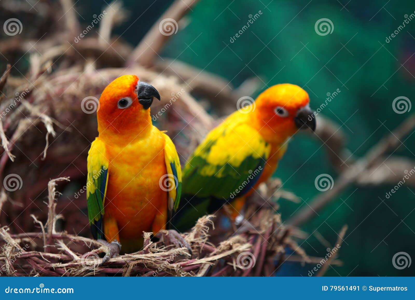 Bright Multi-colored Parrots Sit on a Branch Stock Image - Image of ...