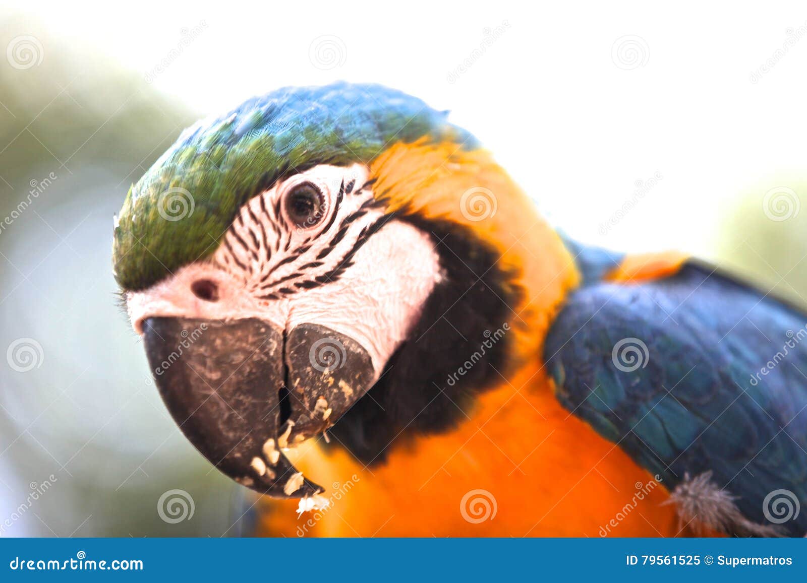 Bright Multi-colored Parrots Sit on a Branch Stock Image - Image of ...