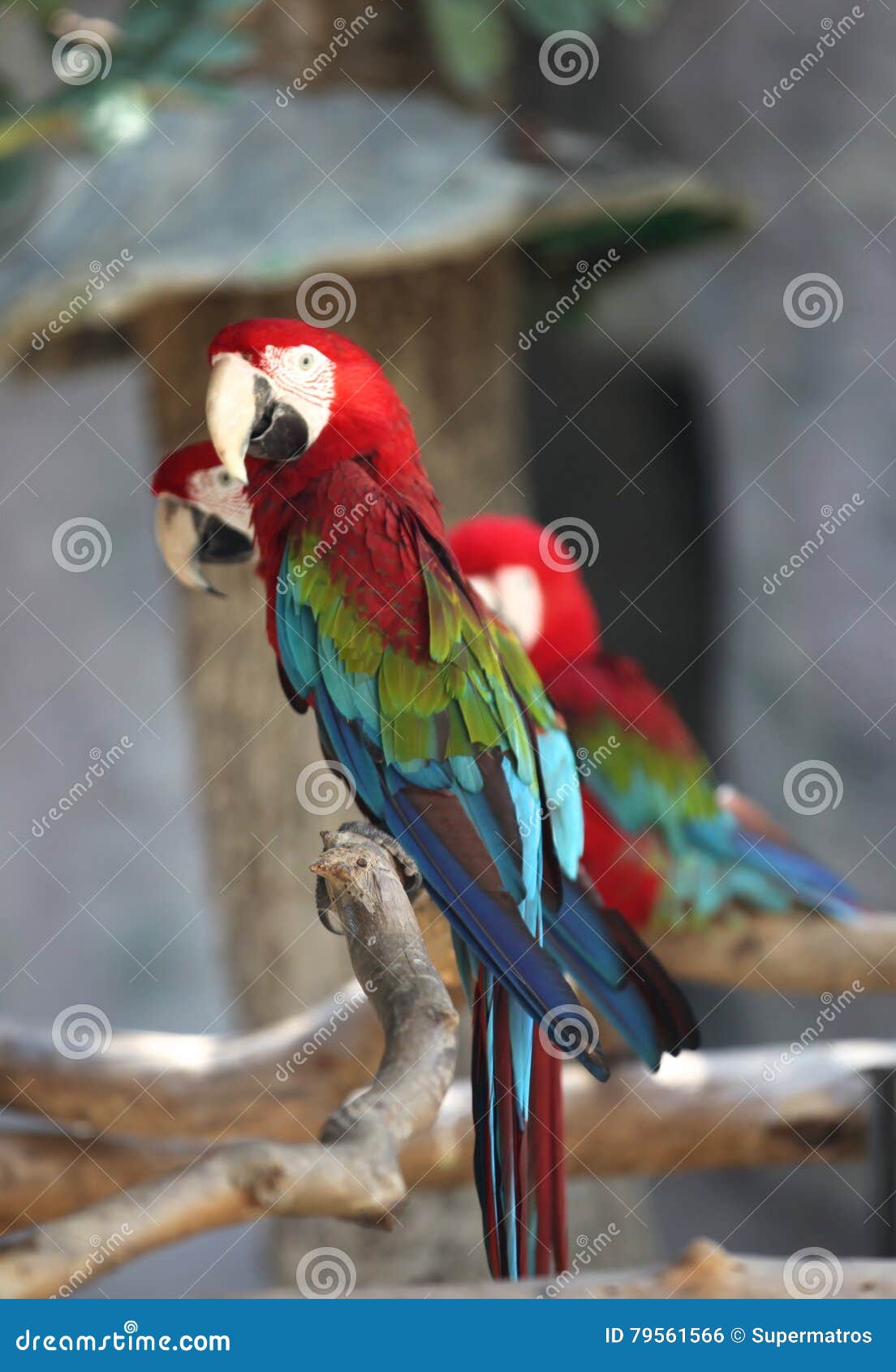 Bright Multi-colored Parrots Sit On A Branch Stock Photo - Image of ...