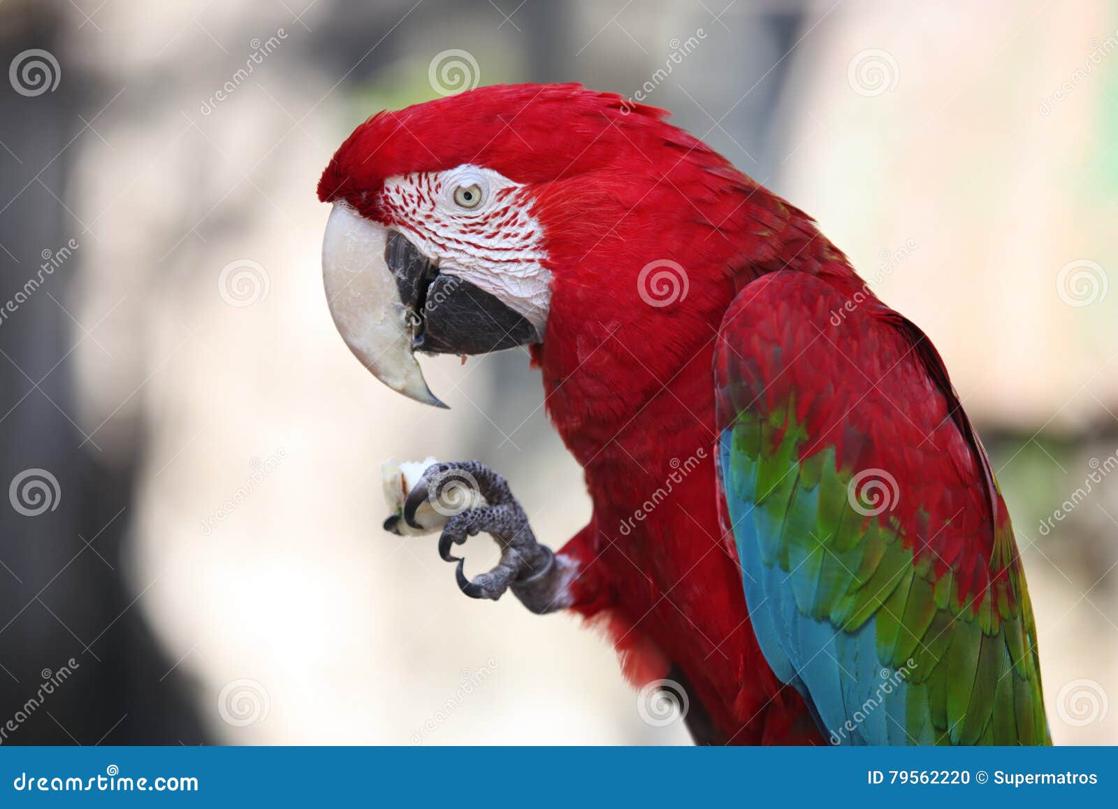 Bright Multi-colored Parrots Sit on a Branch Stock Photo - Image of ...